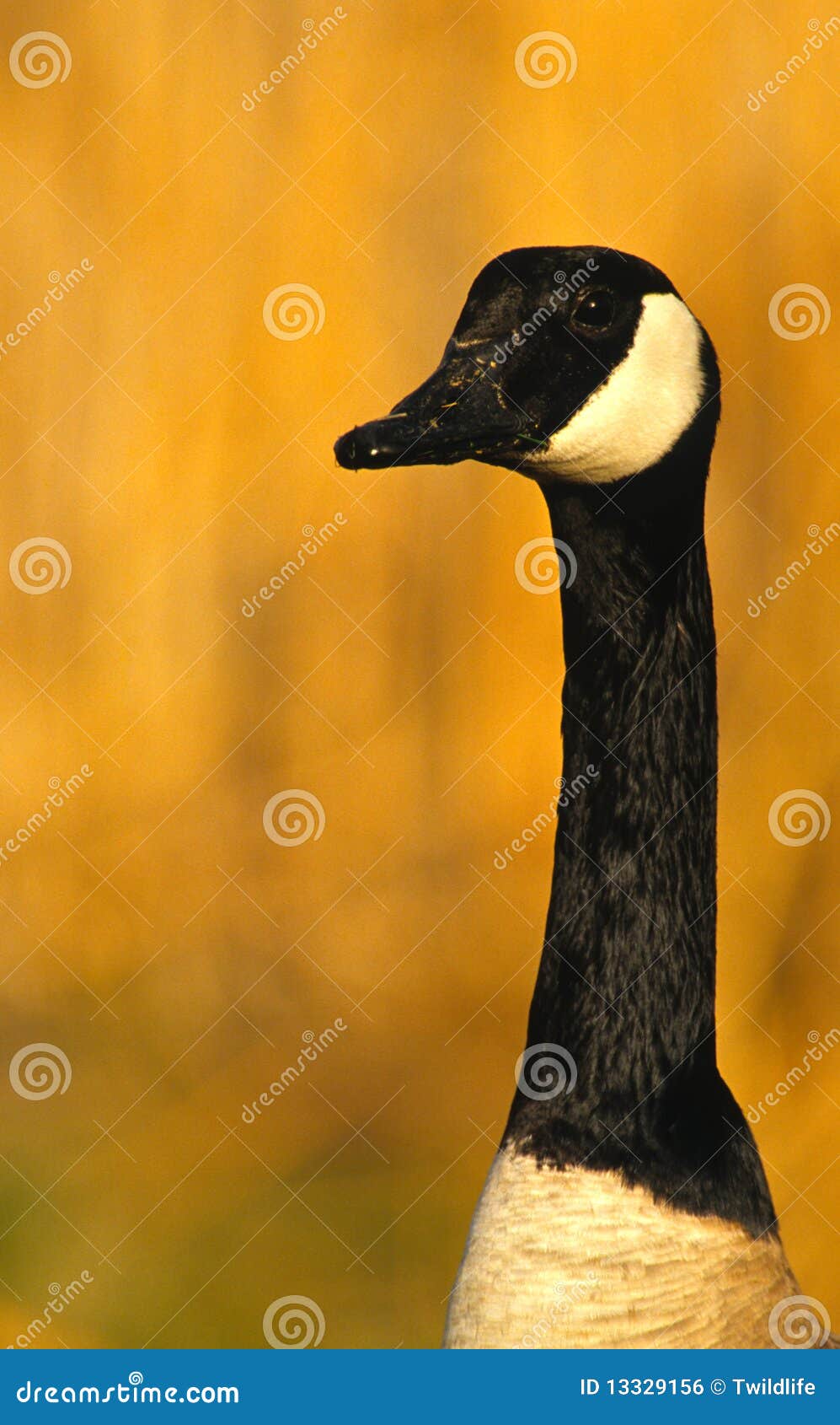 Canada Goose portrait stock photo. Image of pond, geese - 13329156