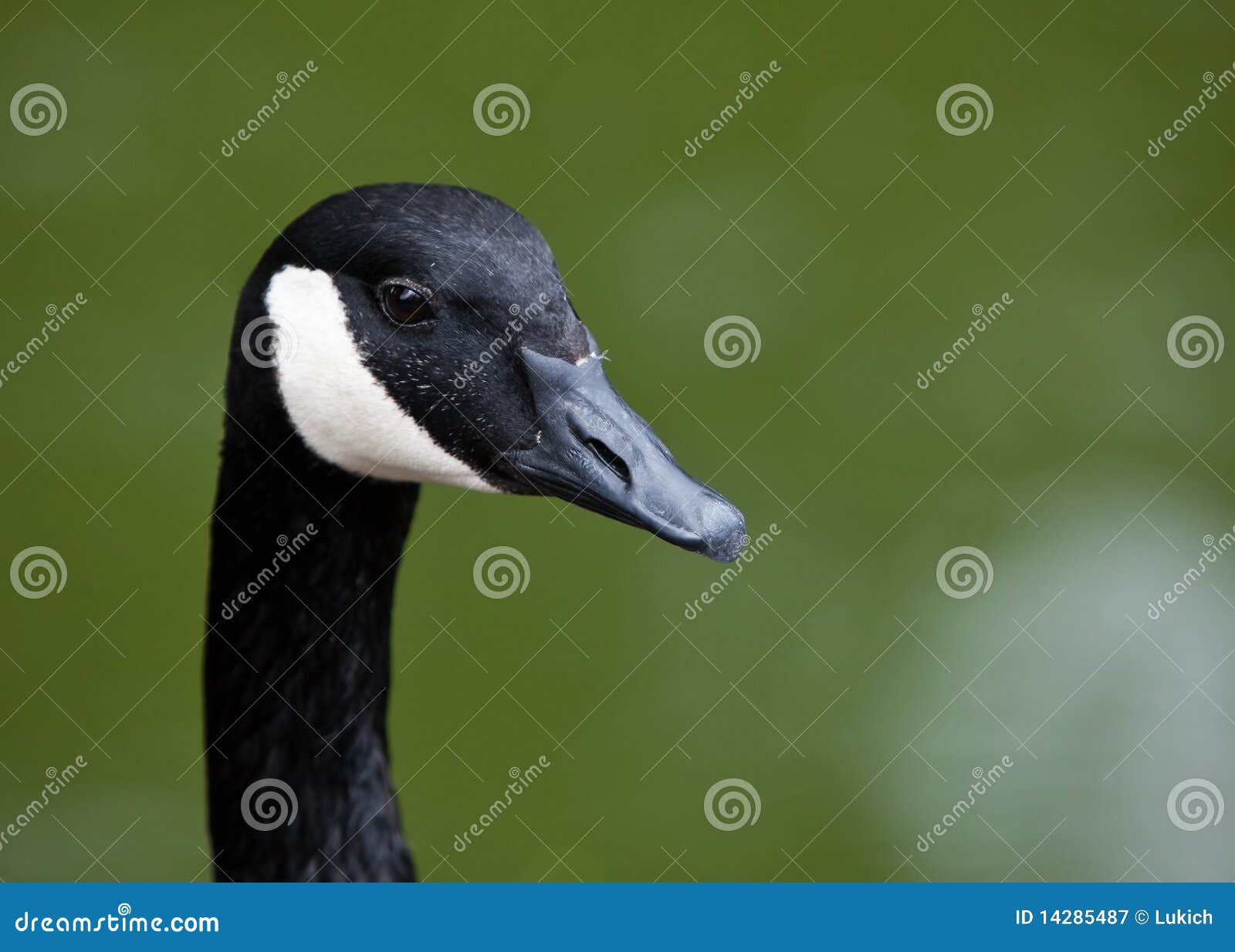 Canada Goose Portrait. stock image. Image of nature, face - 14285487