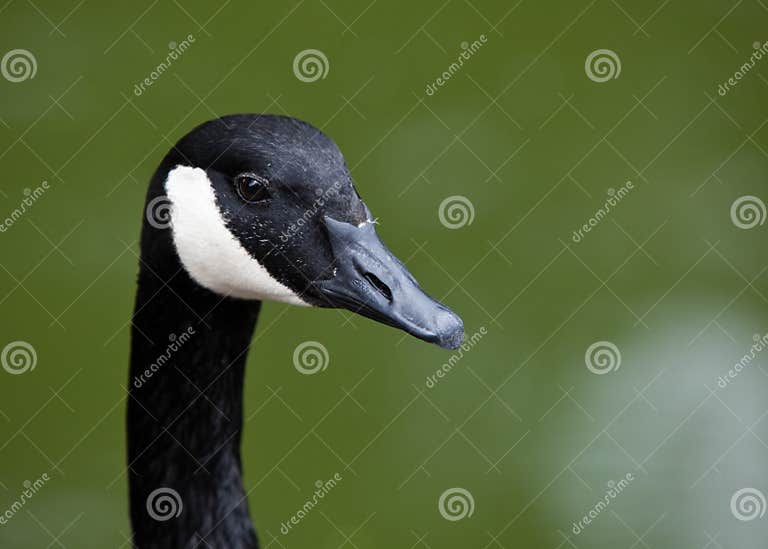 Canada Goose Portrait. stock image. Image of nature, face - 14285487
