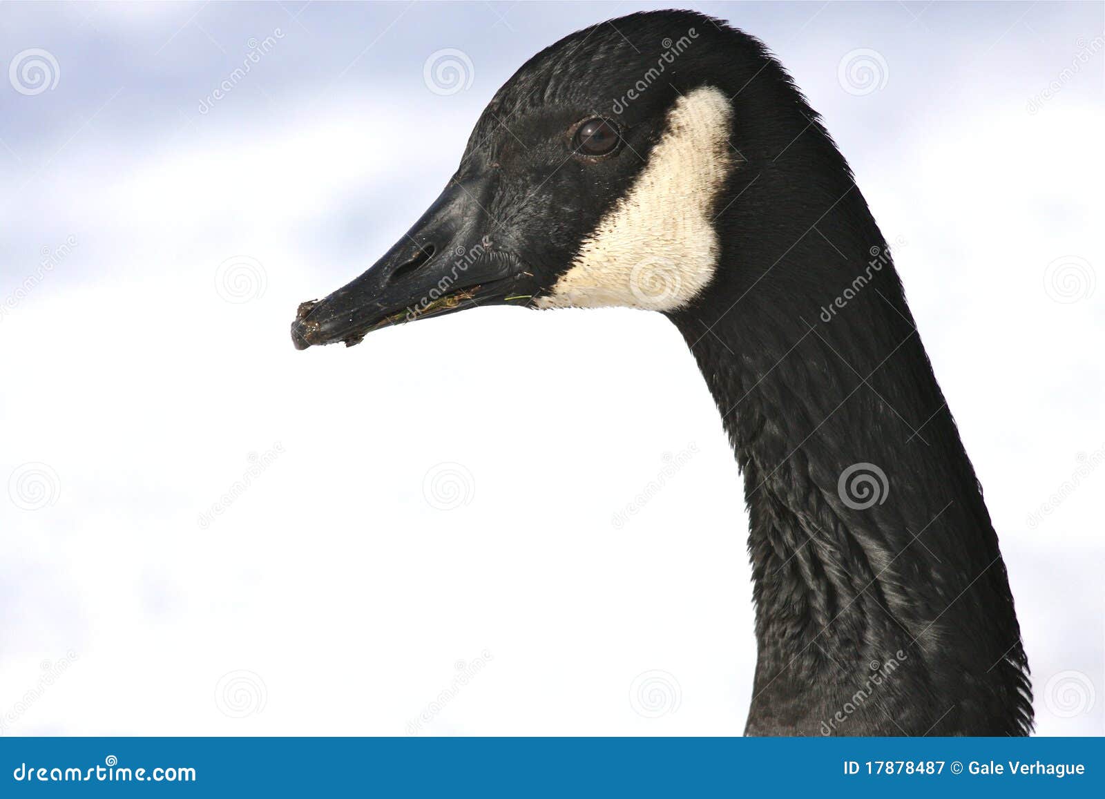 Canada Goose Portrait stock image. Image of northern - 17878487
