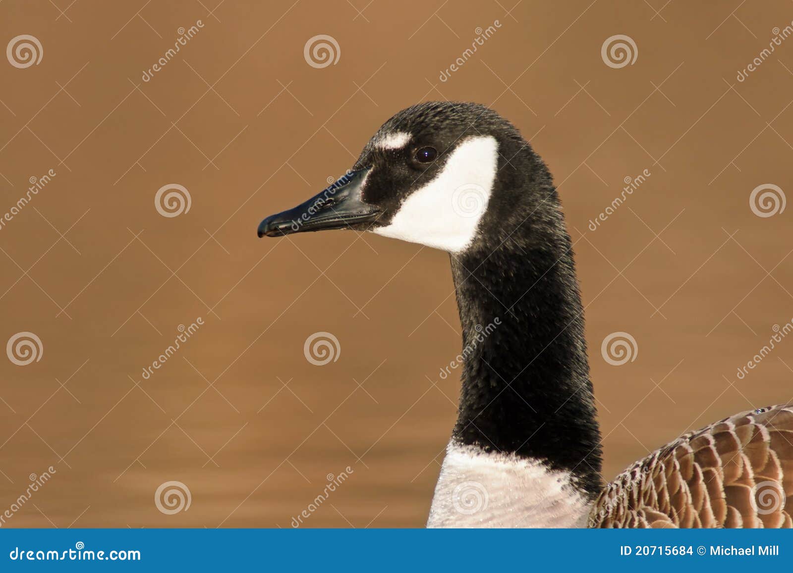Canada Goose Portrait stock photo. Image of branta, canada - 20715684