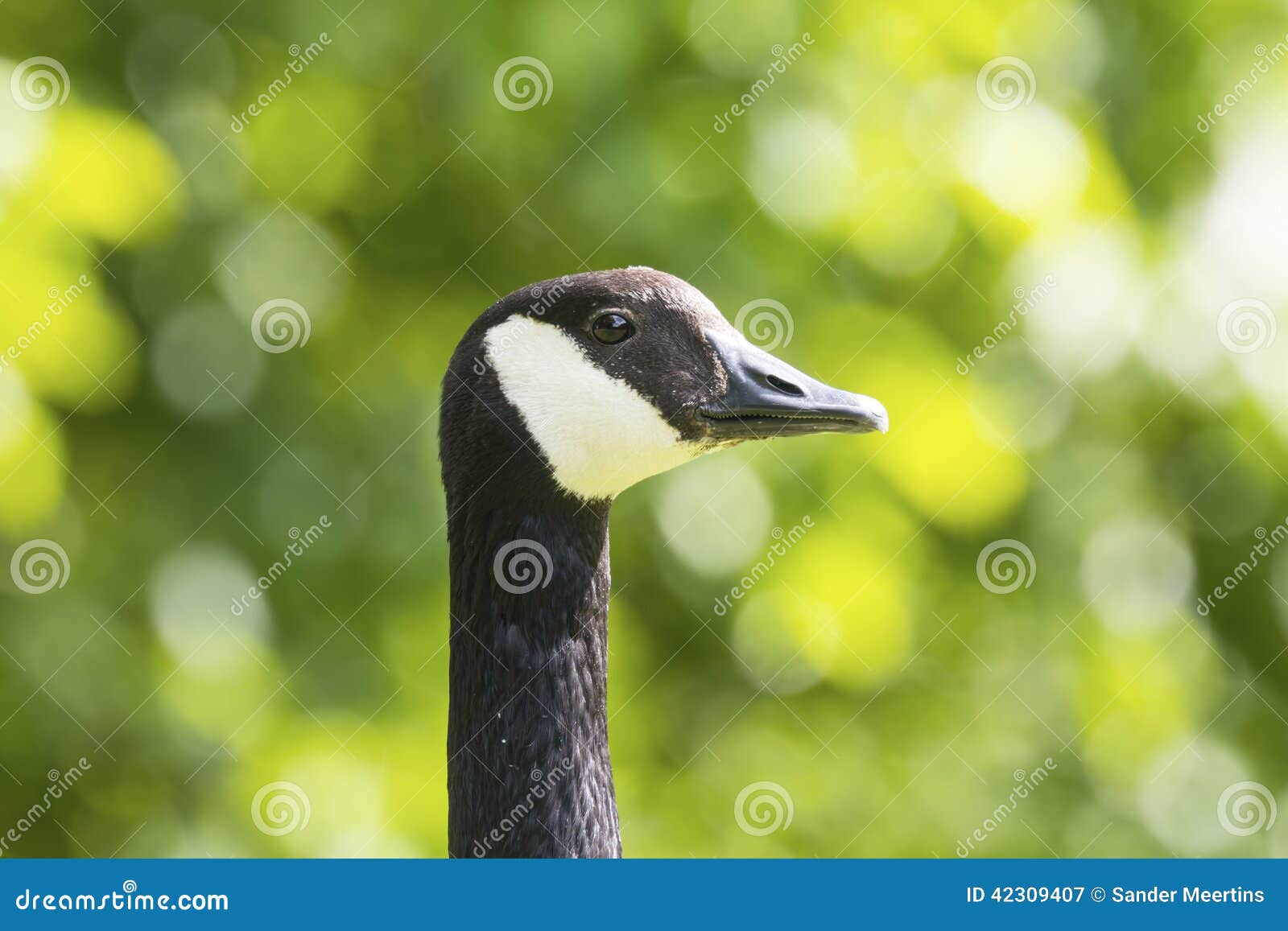 Canada goose portrait stock image. Image of wildlife - 42309407