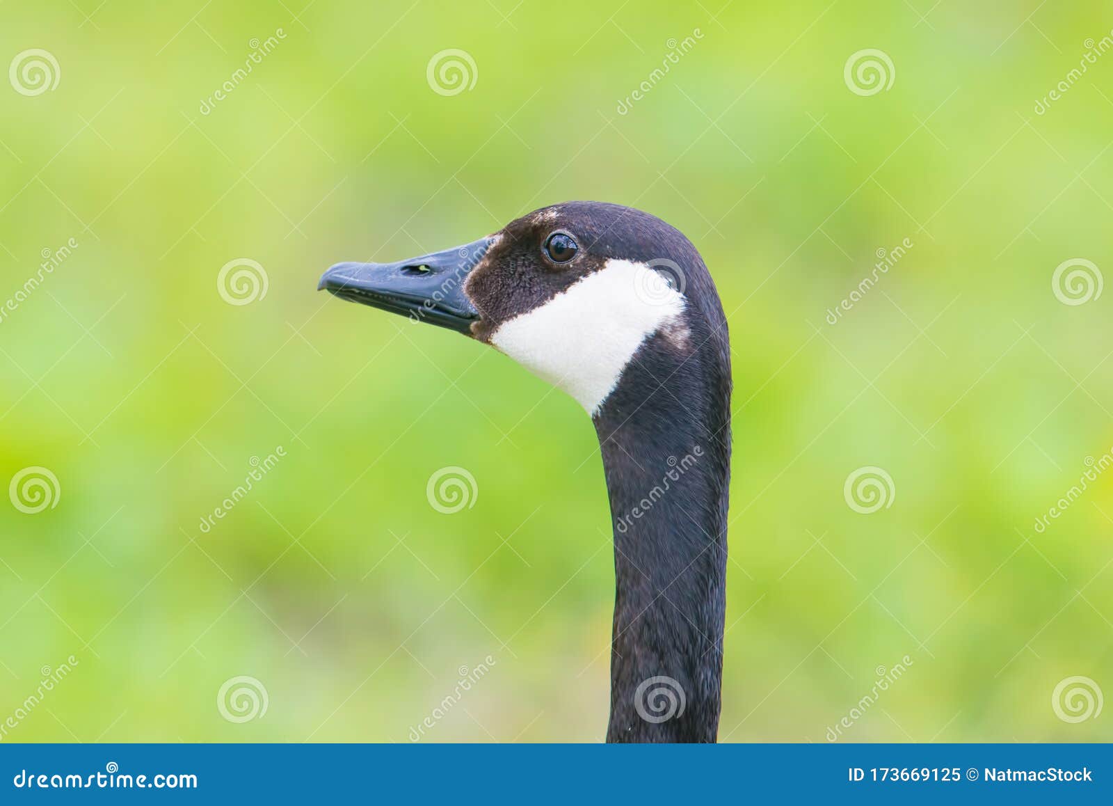 Canada Goose Portrait Closeup of Head Stock Image - Image of geese ...