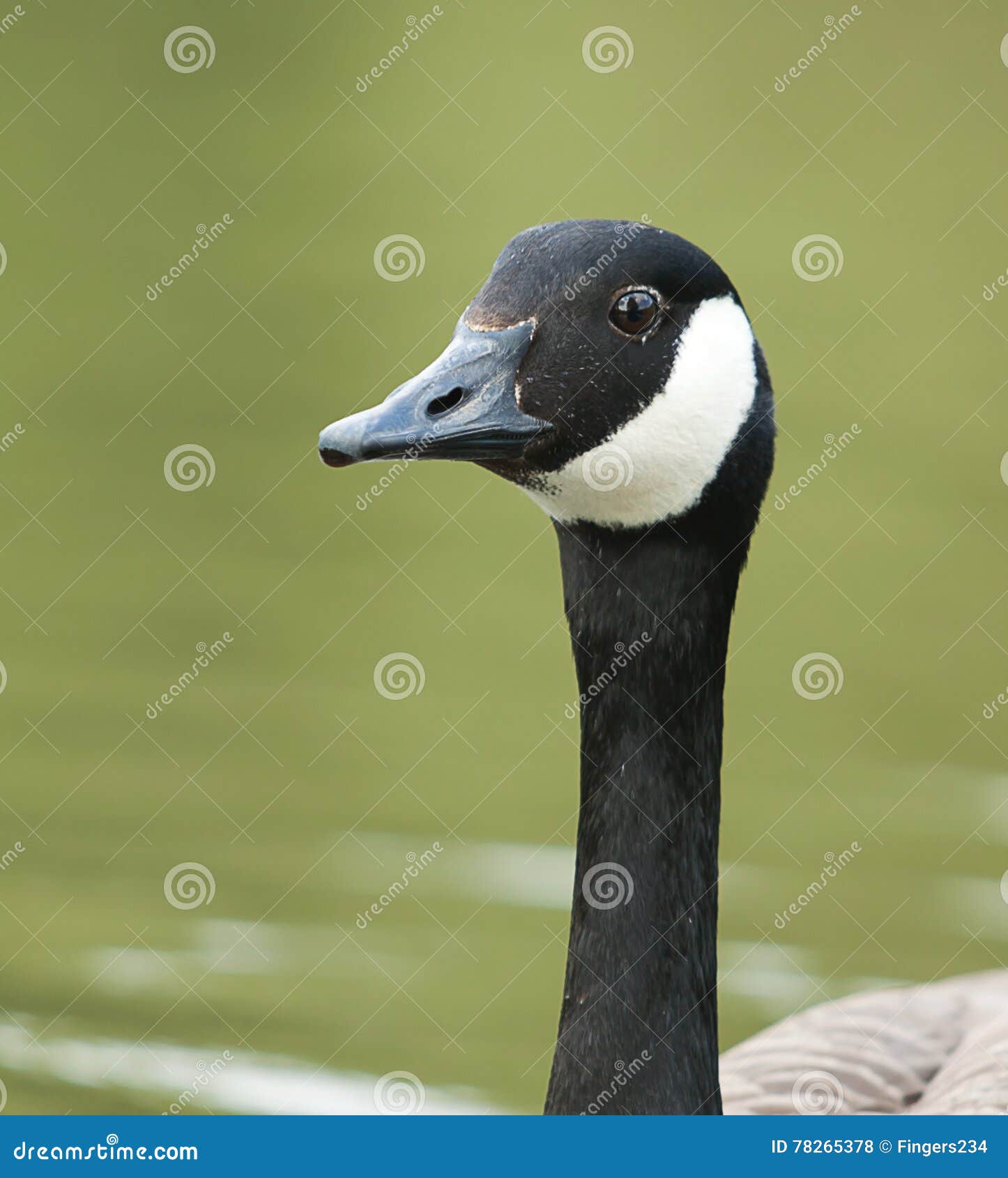 Canada goose portrait stock photo. Image of water, nature - 78265378