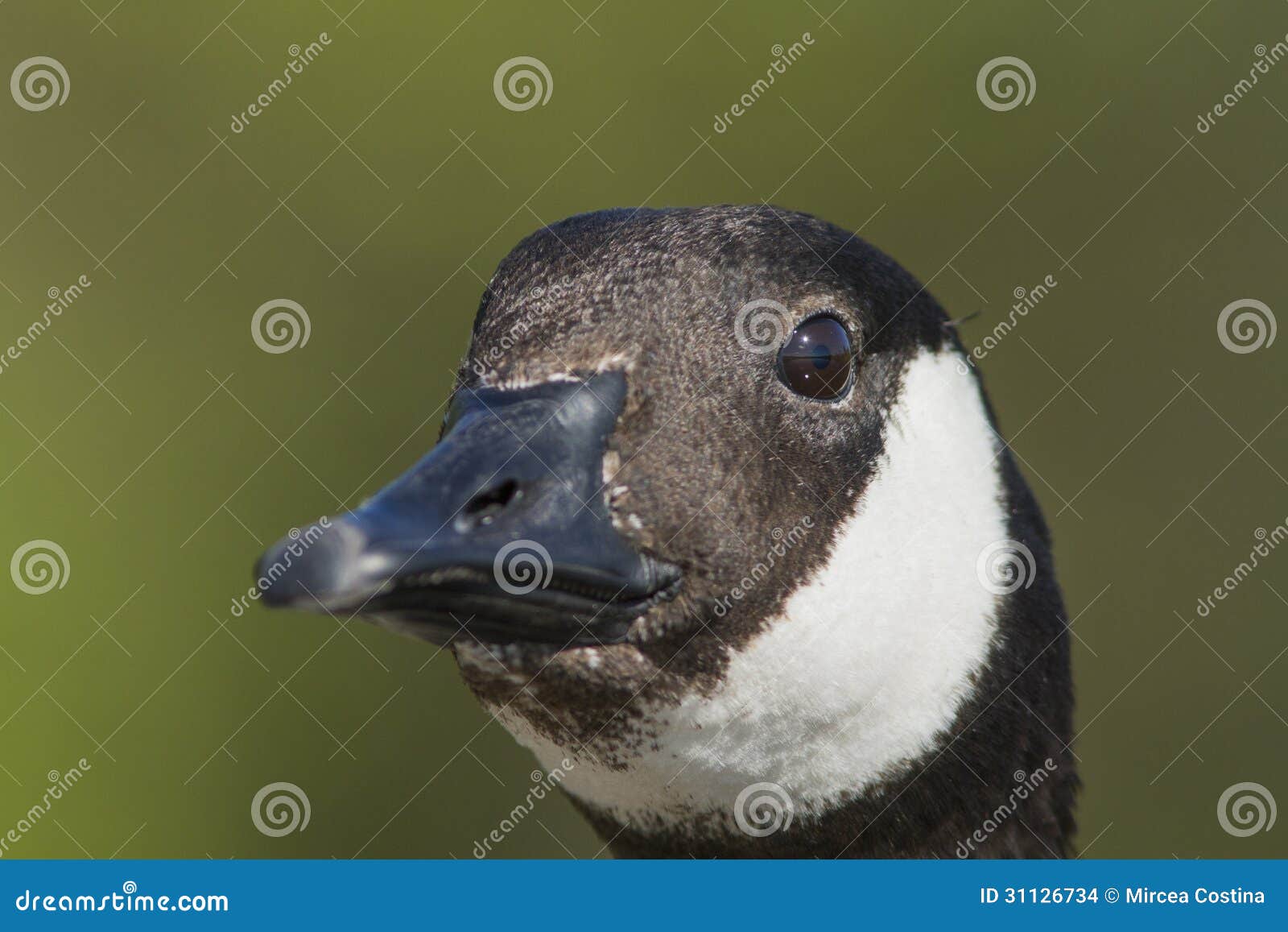 Canada goose portrait stock photo. Image of avian, fauna - 31126734