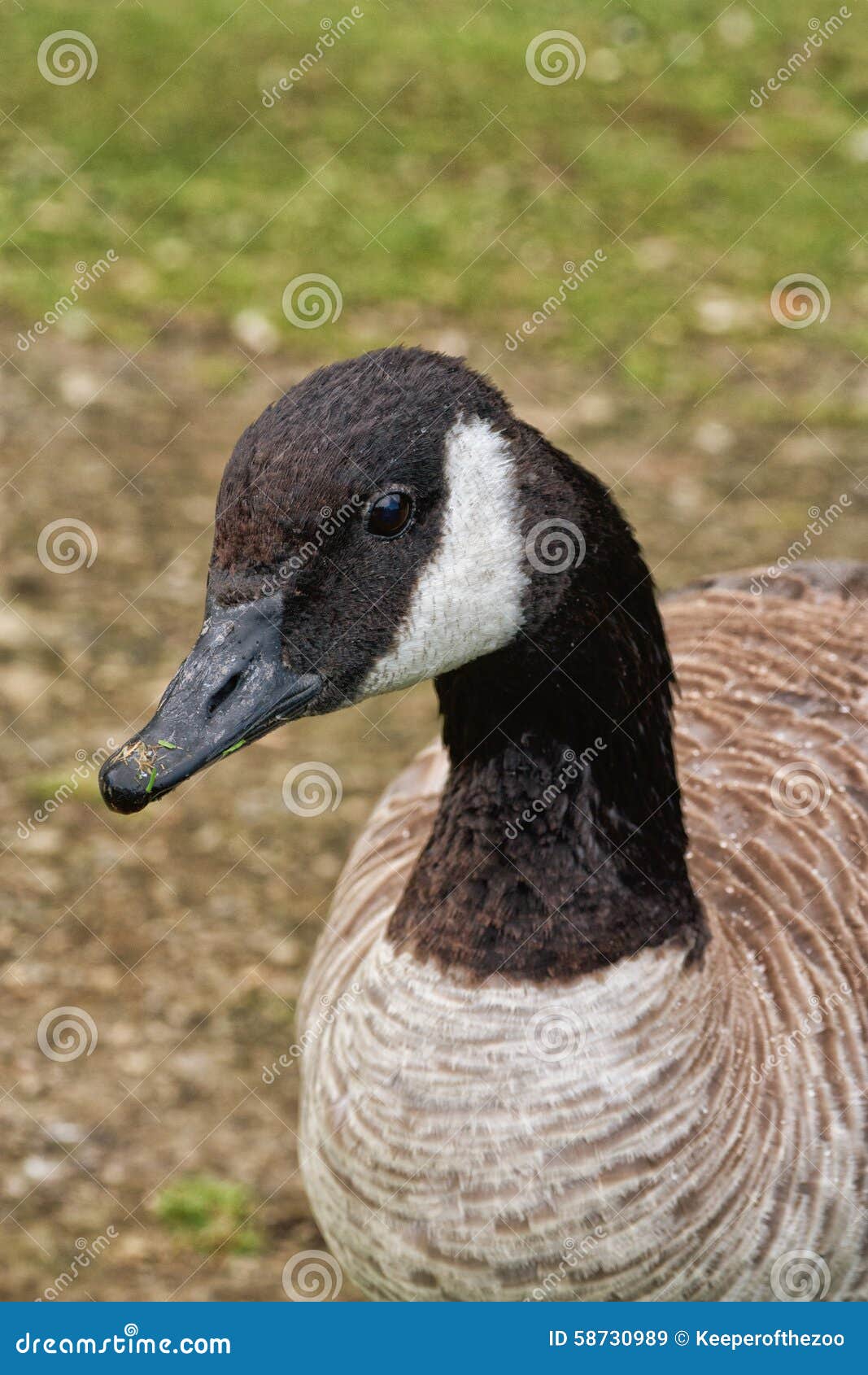 Canada Goose Portrait stock image. Image of fowl, goose - 58730989