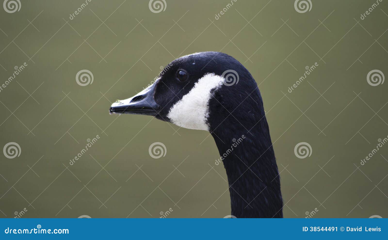Canada Goose Portrait stock image. Image of large, face - 38544491