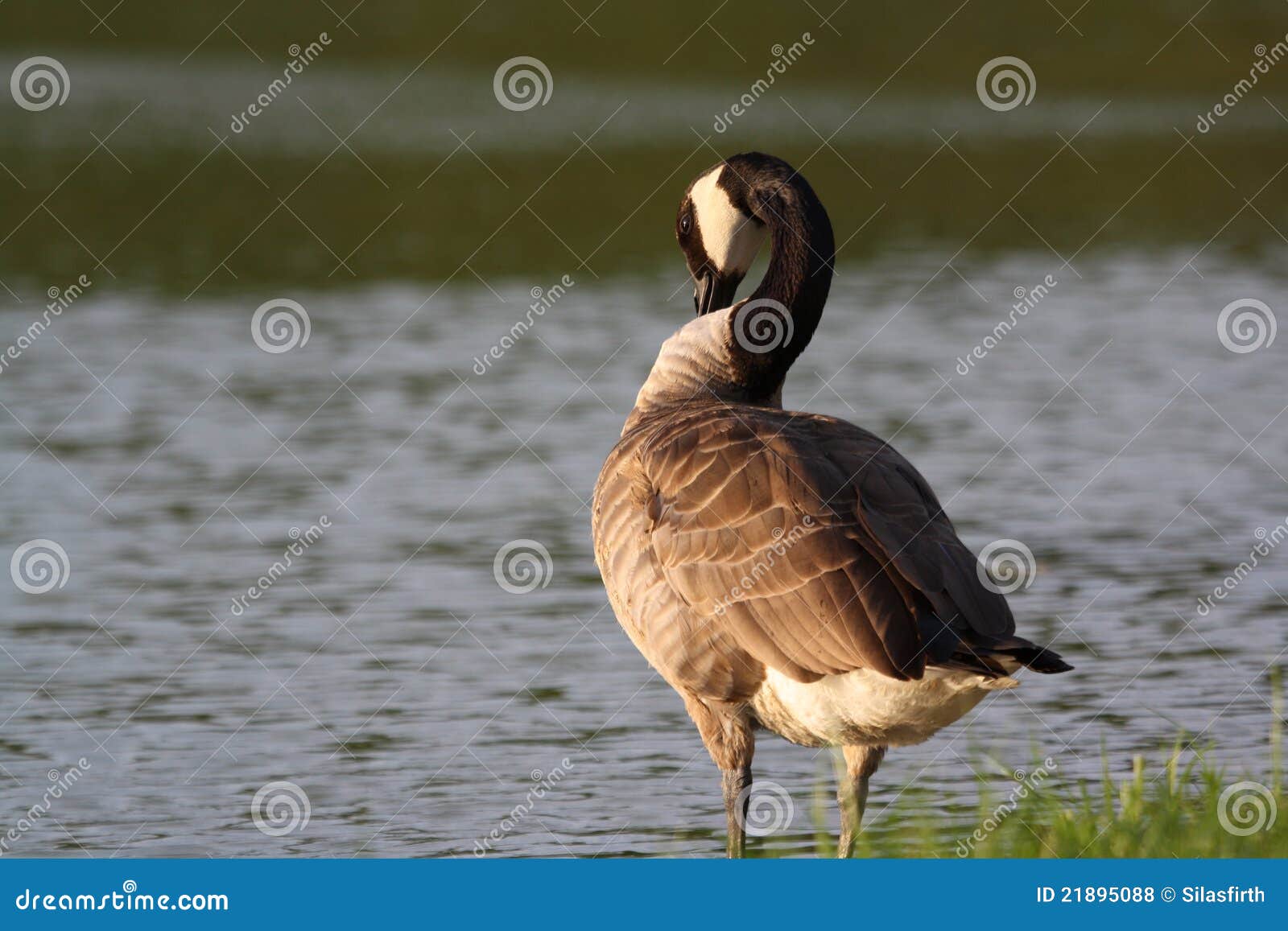Canada Goose Preening stock photo. Image of evening, goose - 21895088