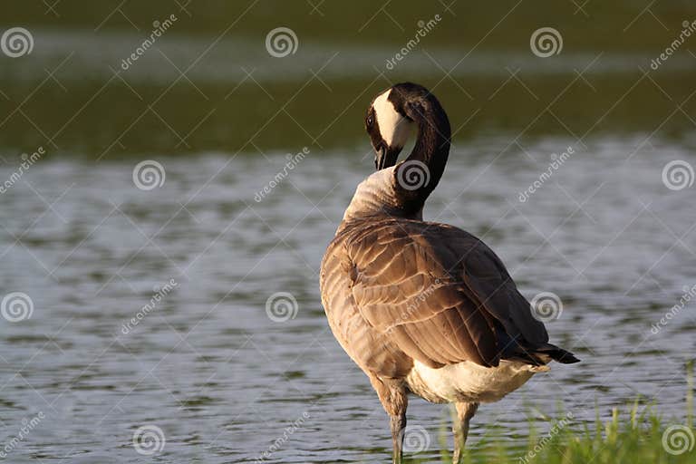 Canada Goose Preening stock photo. Image of evening, goose - 21895088
