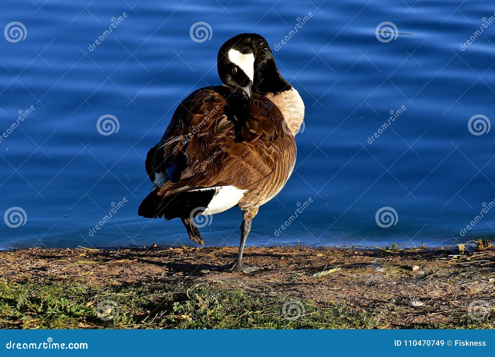 Canada goose preening stock image. Image of neck, geese - 110470749
