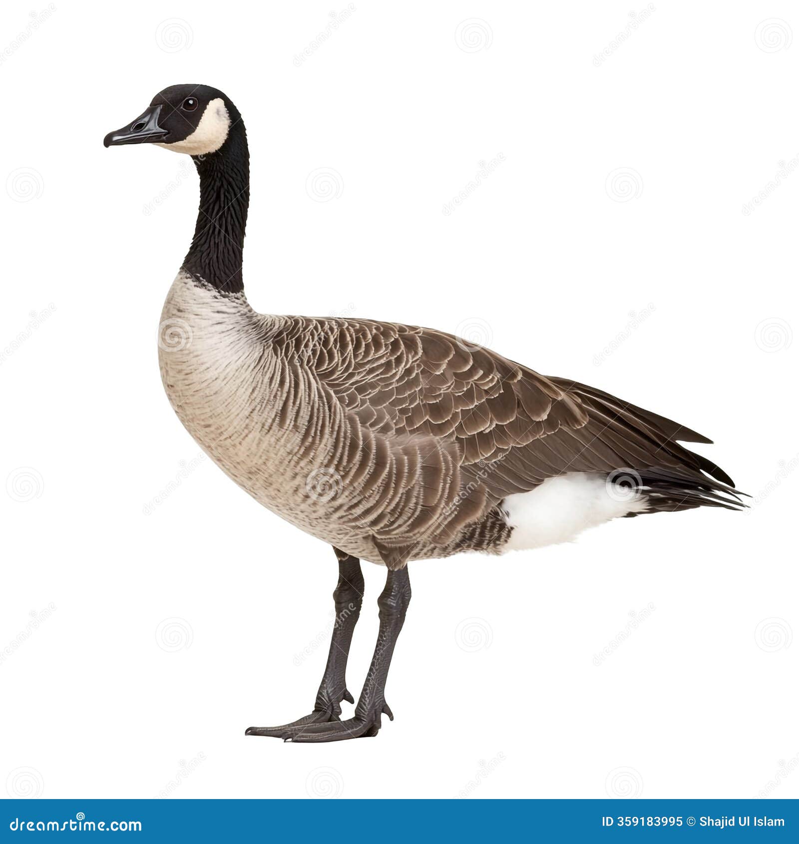 Canada Goose Profile View Isolated White Background Stock Illustration ...