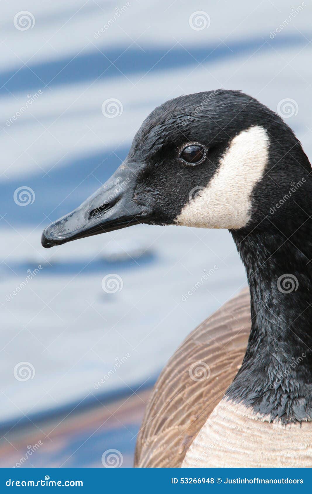 Canada Goose stock photo. Image of ontario, geese, hunt - 53266948