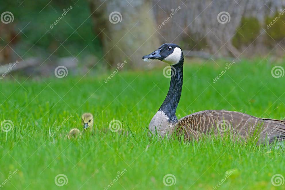 A Canada Goose Protect Her Babies. Stock Image - Image of fowl, fluffy ...