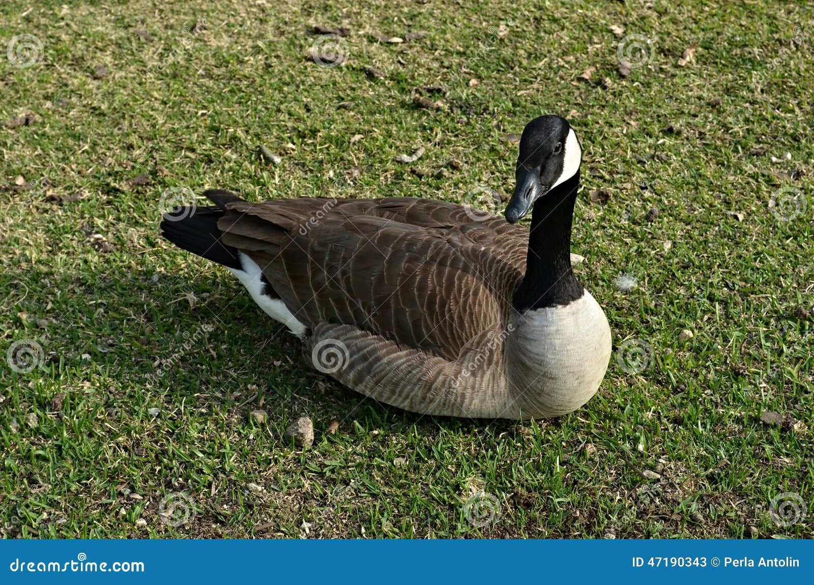 Canada Goose stock image. Image of wildlife, wild, nature - 47190343