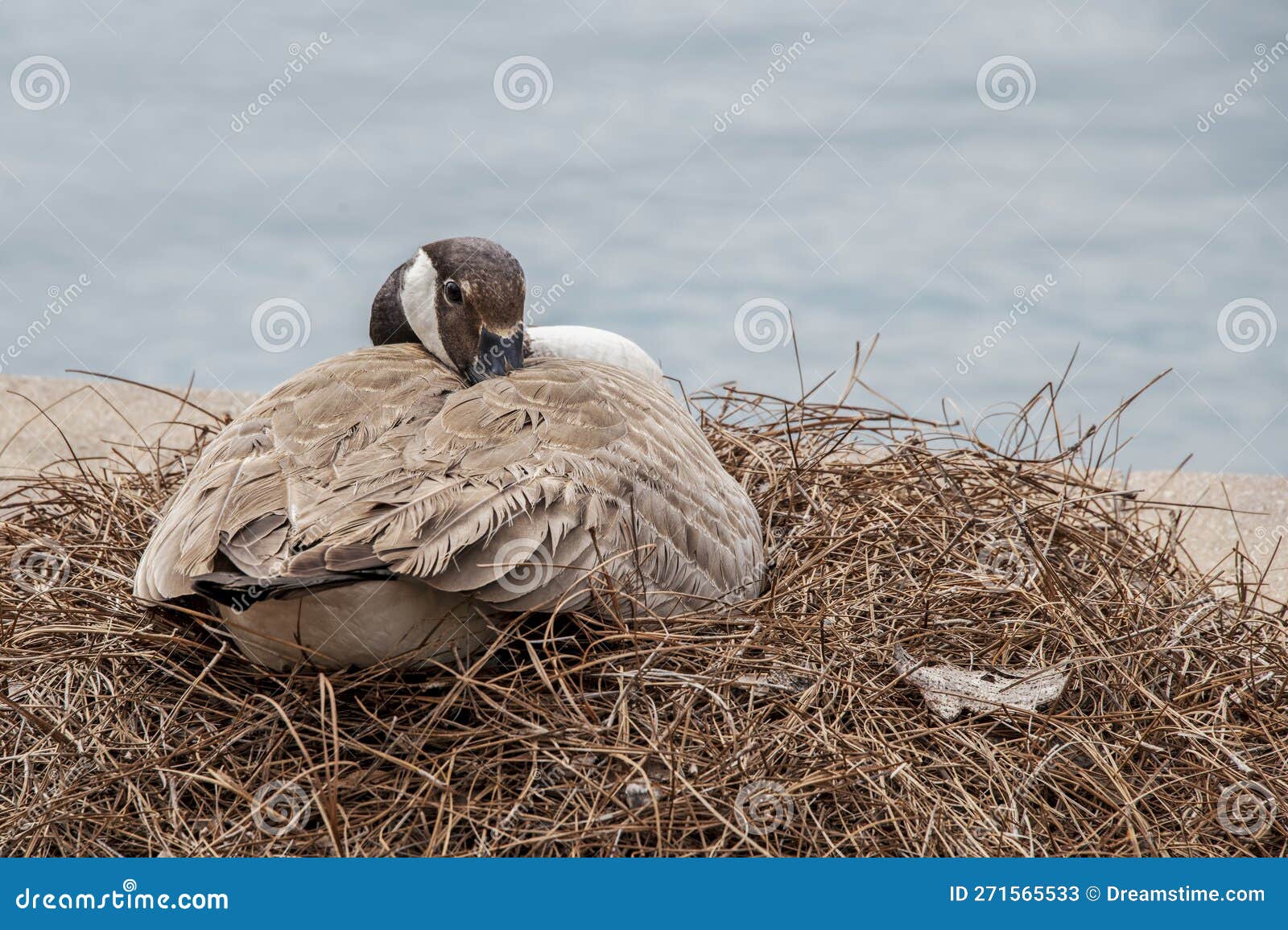 Canada Goose Resting on Nest Stock Image - Image of adult, bird: 271565533