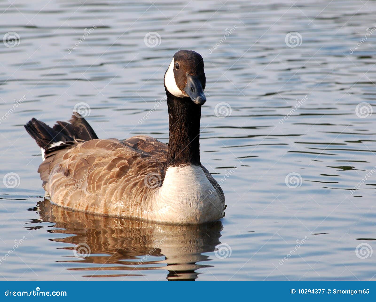 Canada goose in river stock image. Image of canadensis - 10294377