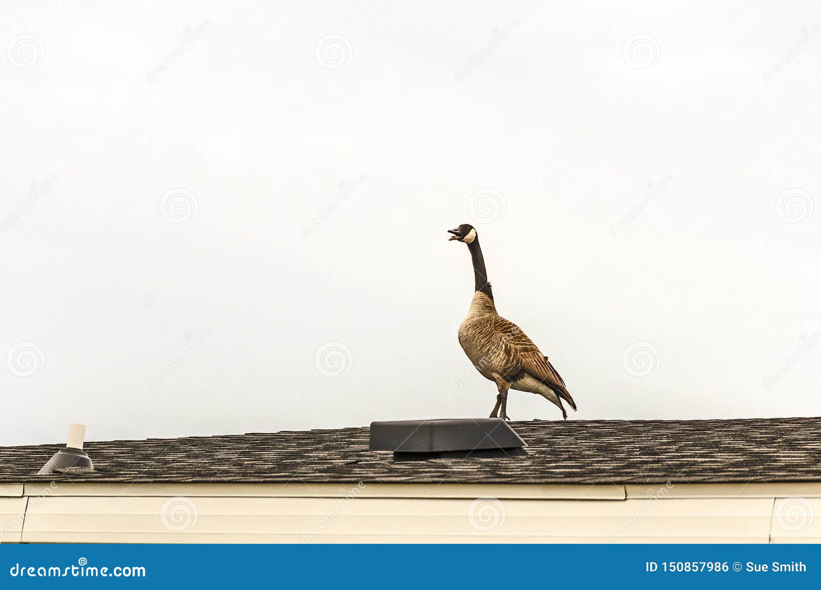 Canada Goose on a Roof stock photo. Image of canada - 150857986