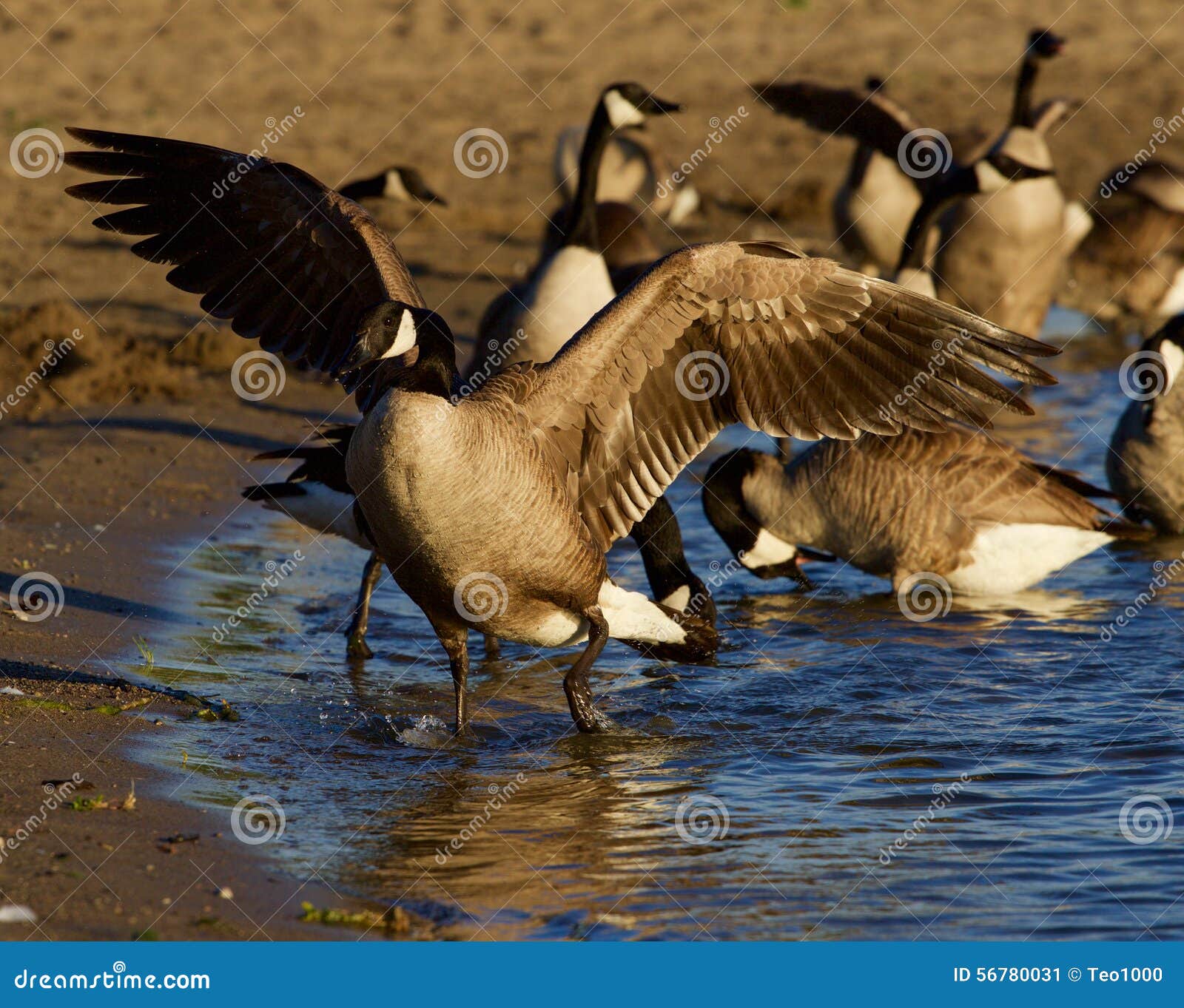 Canada Goose Shows His Beautiful Wings Stock Image - Image of close ...