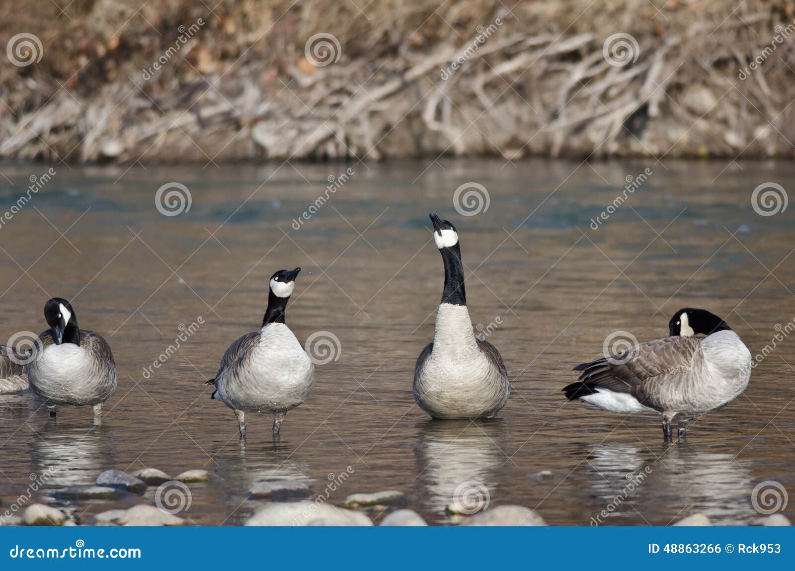 Canada Goose Singing for Joy in the River Stock Photo - Image of wild ...