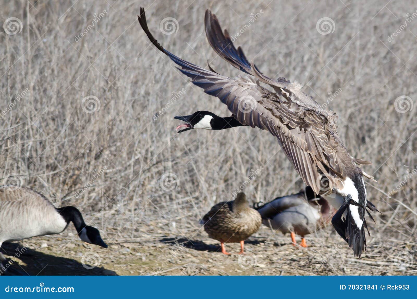 Canada Goose Squawking As it Comes in for Landing Stock Image - Image ...