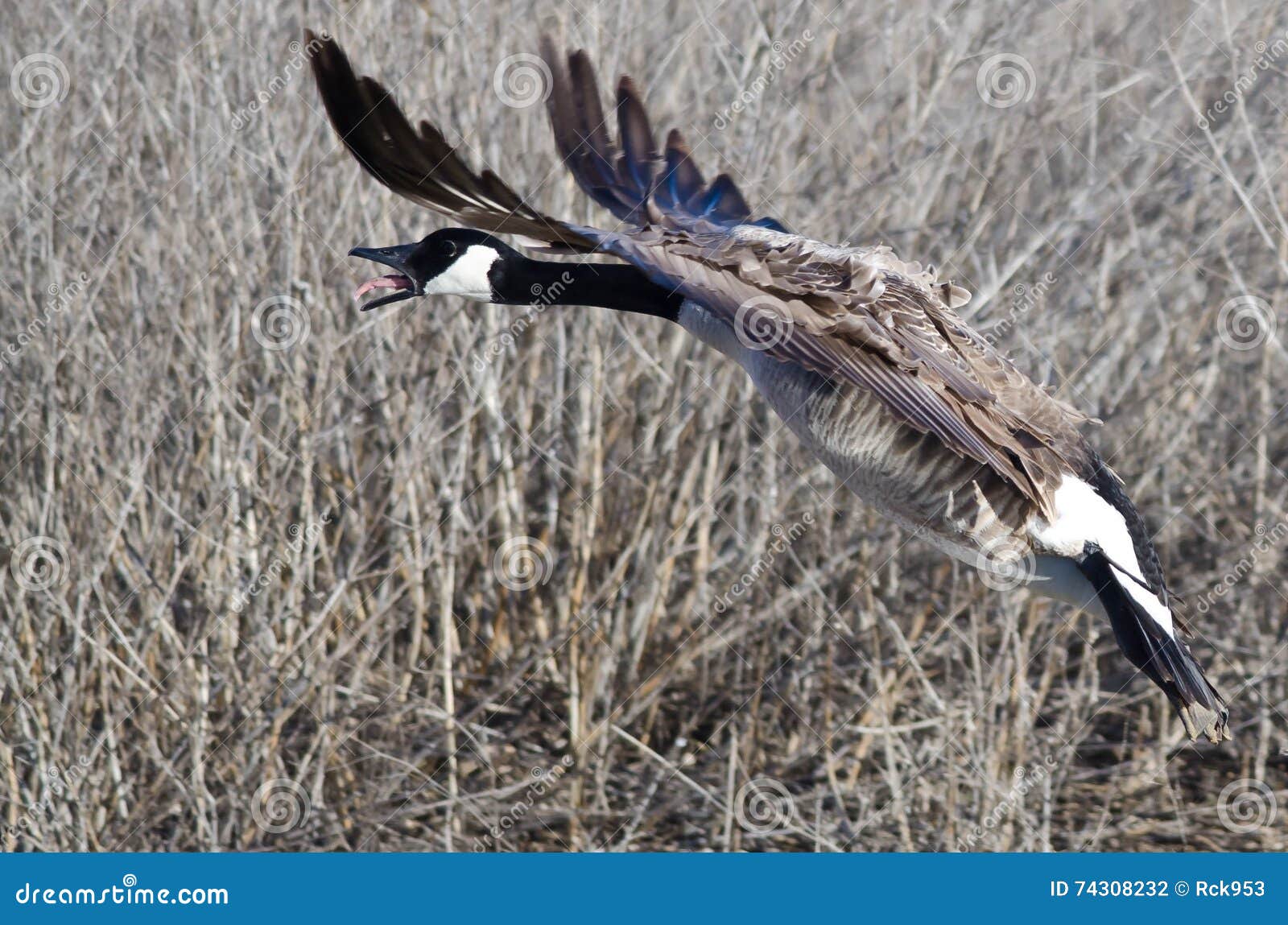 Canada Goose Squawking As it Comes in for Landing Stock Photo - Image ...