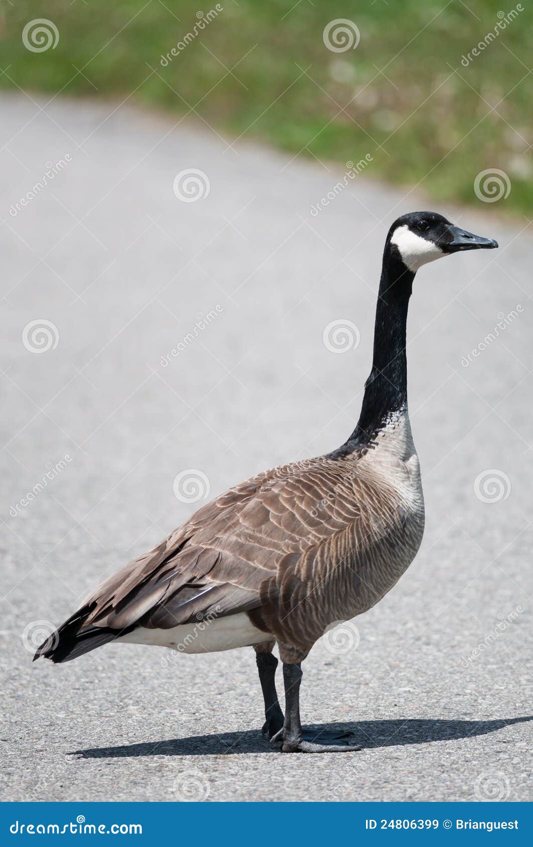 Canada Goose Standing on a Footpath Stock Image - Image of asphalt ...