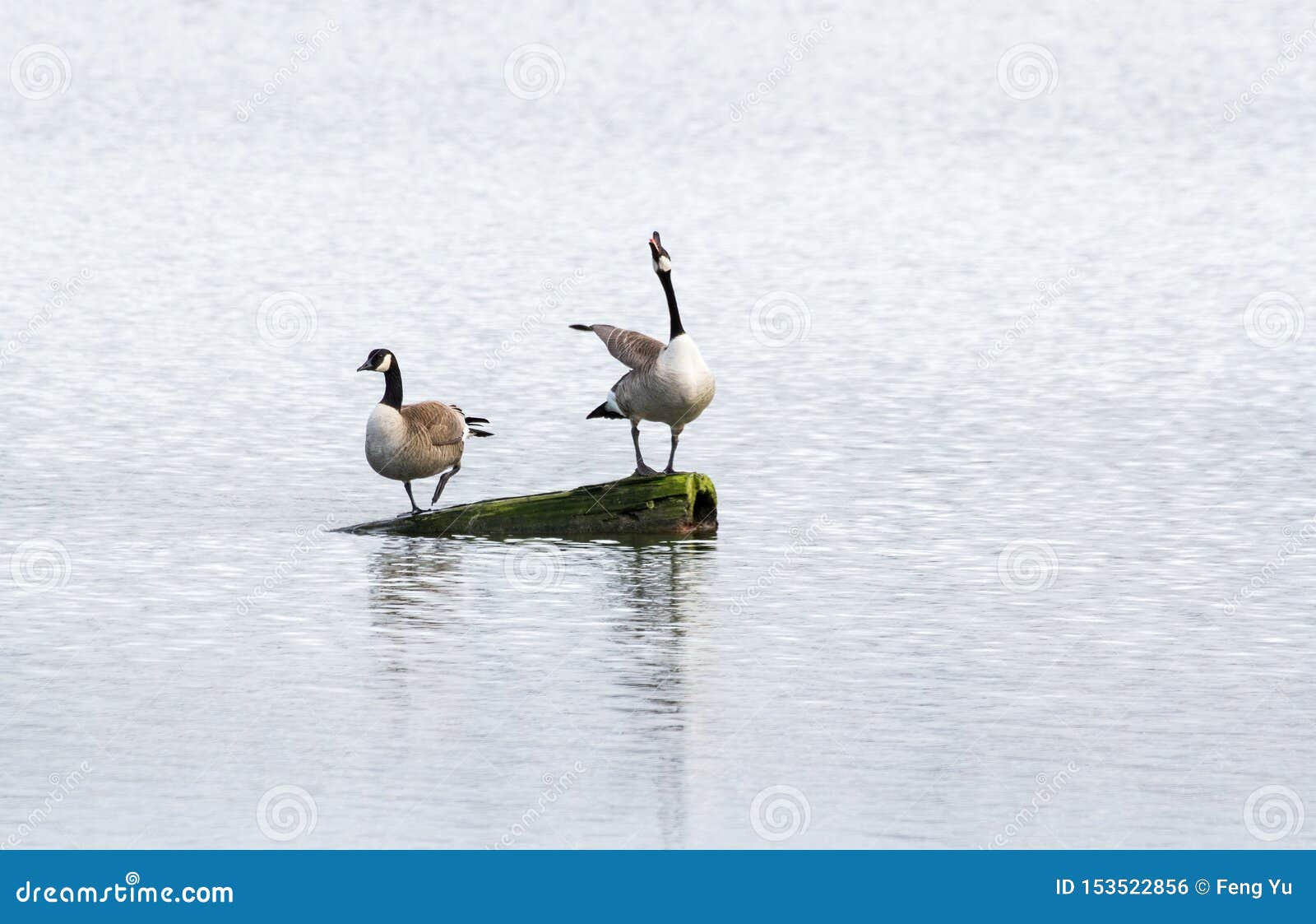Canada goose duck stock photo. Image of bird, geese - 153522856