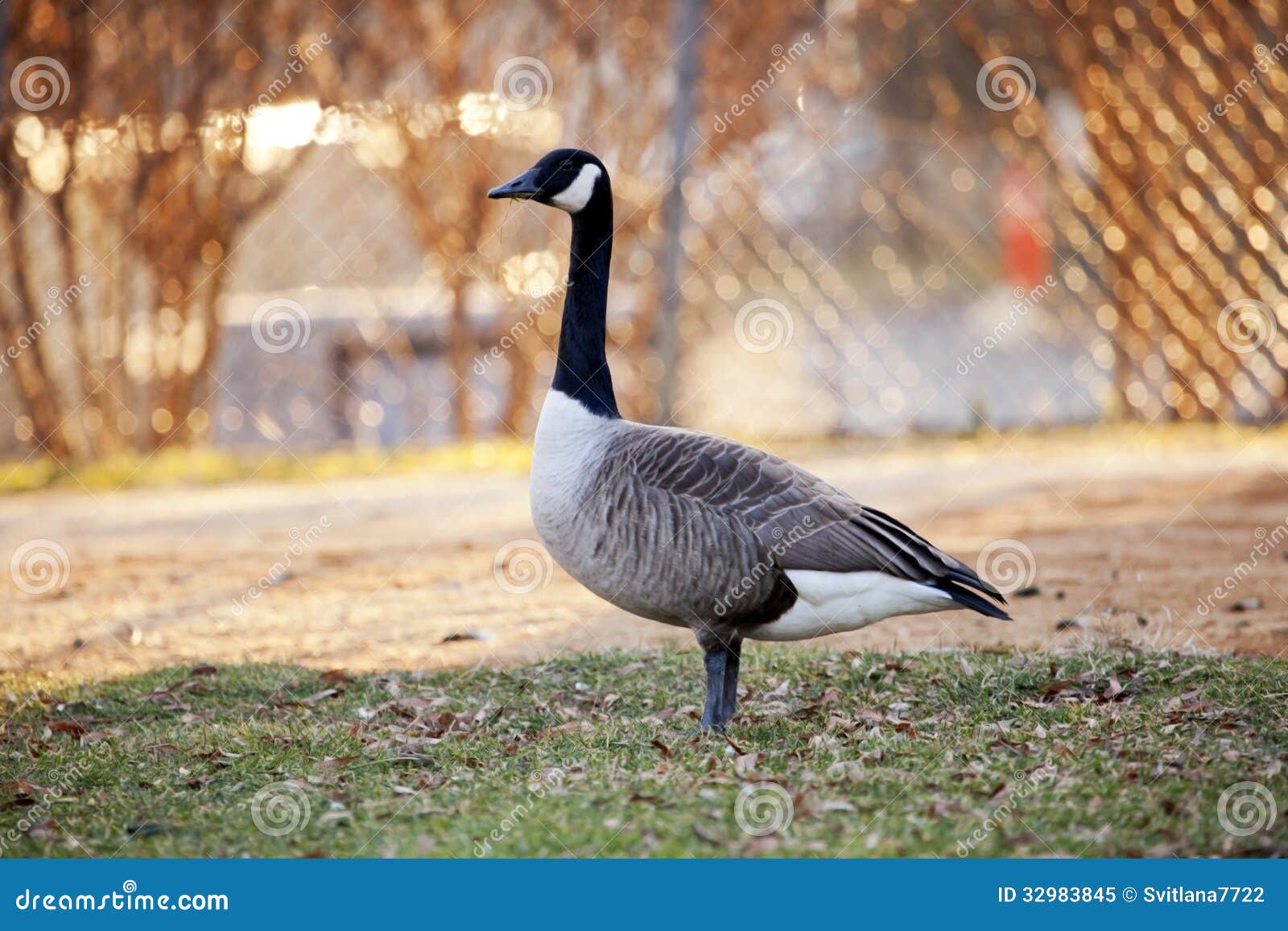 Canada goose. stock image. Image of autumn, poultry, neck - 32983845