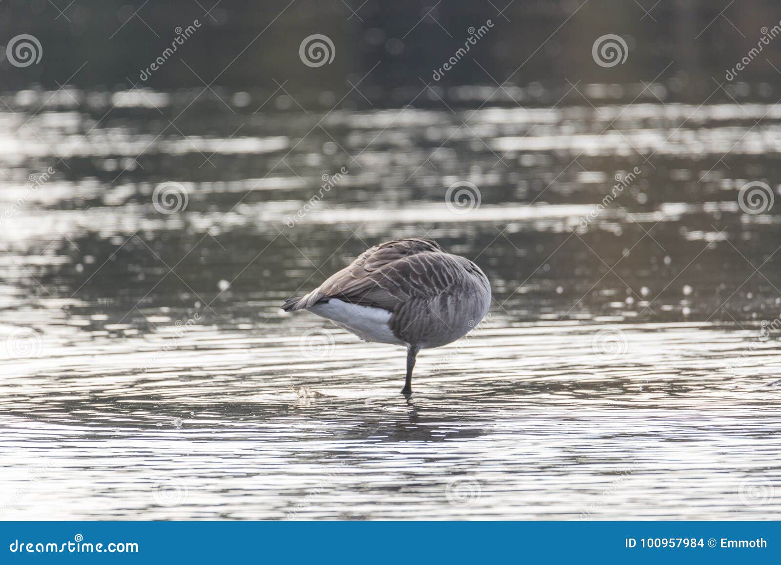 Canada Goose Standing on One Leg Stock Photo - Image of bird, standing ...