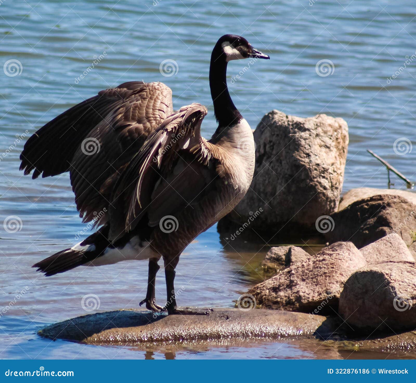 Canada Goose Standing on a Rock by the Water with Wings Spread Open ...