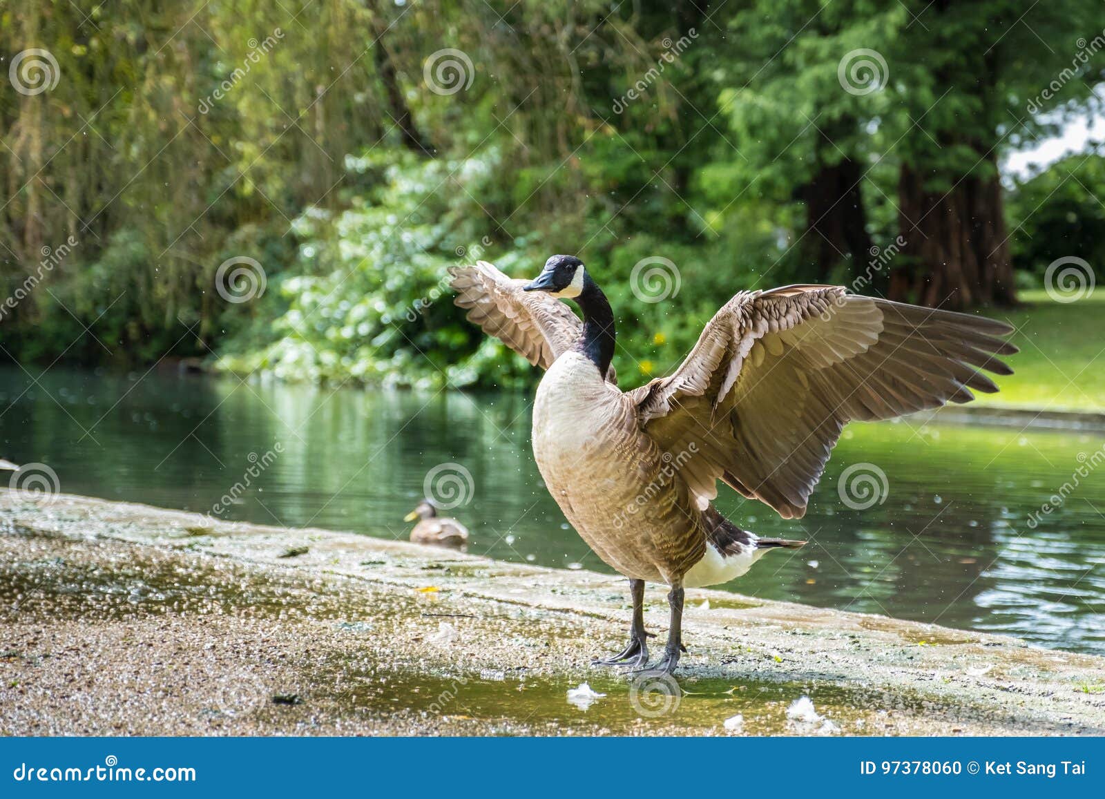 Goose Stretches His Neck Royalty-Free Stock Image | CartoonDealer.com ...