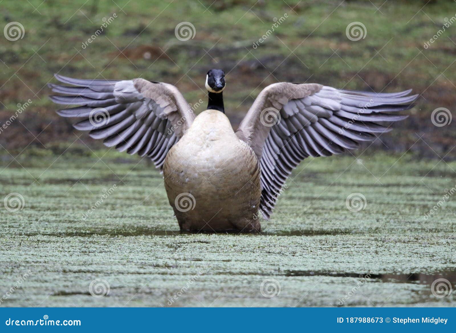 Canada Goose Stretching Its Wings Stock Image - Image of forest ...