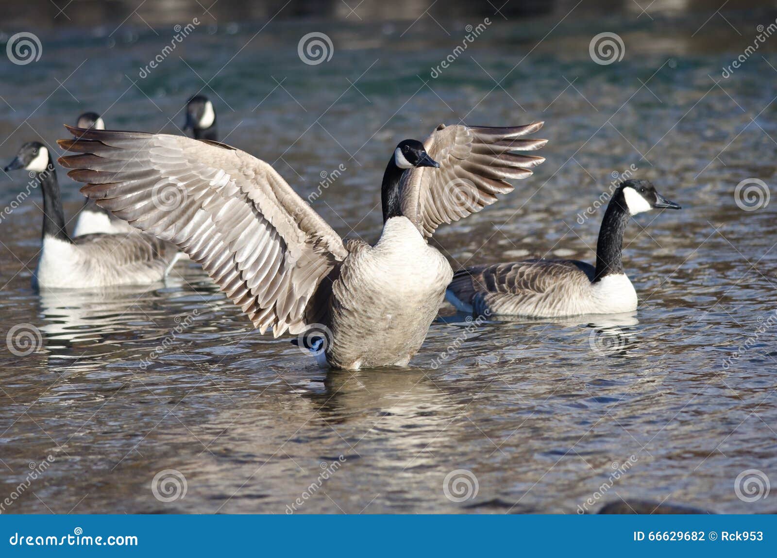 Canada Goose Stretching Its Wings in the Water Stock Photo - Image of ...