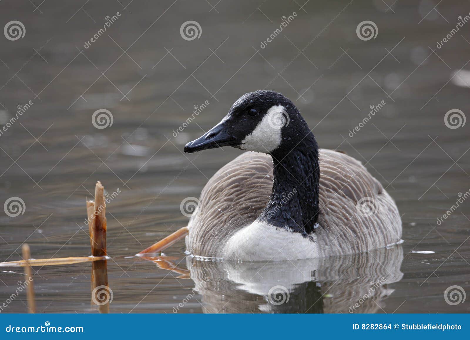 Canada Goose swimming stock photo. Image of animals, water - 8282864