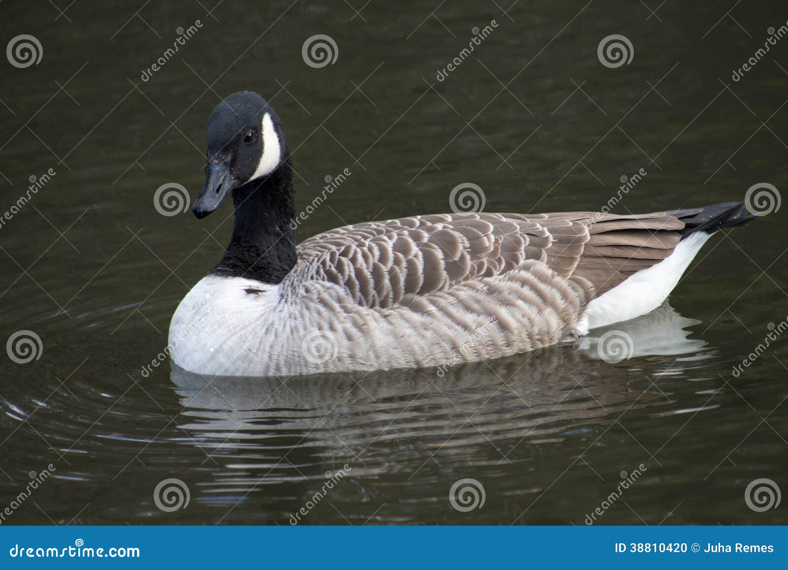 Canada Goose stock photo. Image of water, wildlife, spring - 38810420