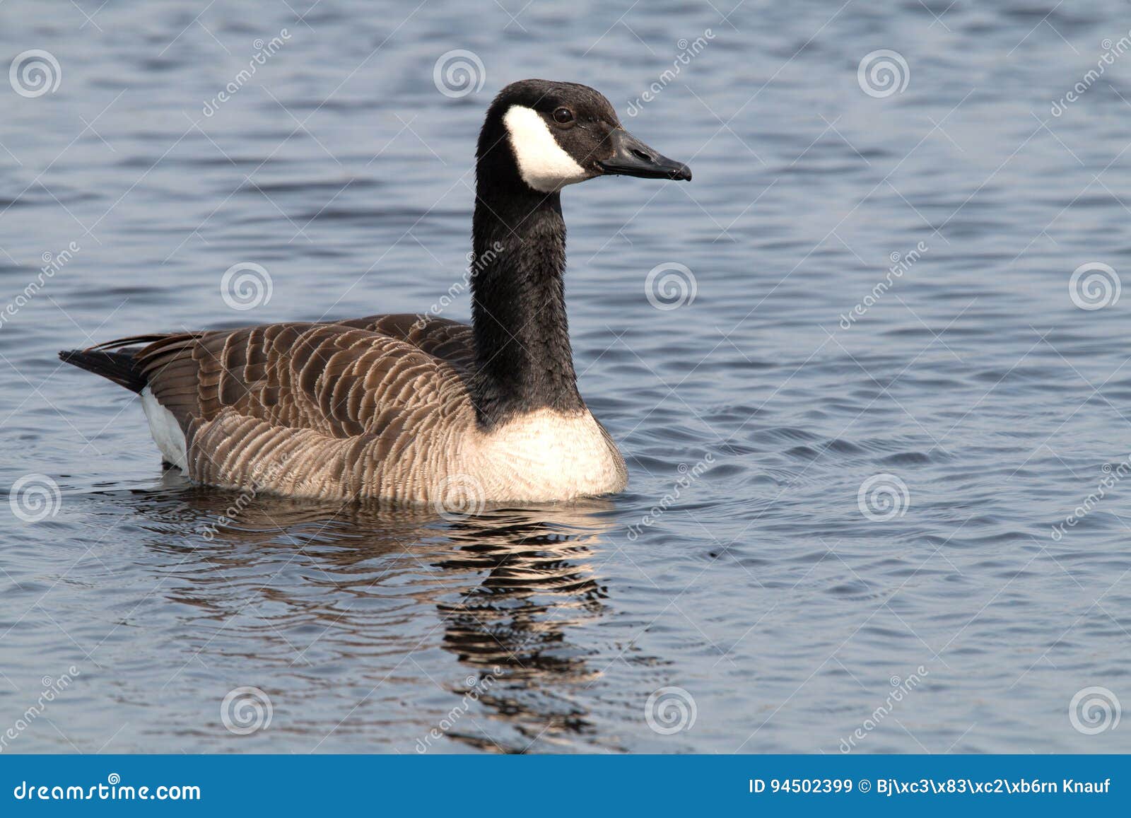 Canada Goose Swims Sideways Stock Image - Image of animal, nature: 94502399