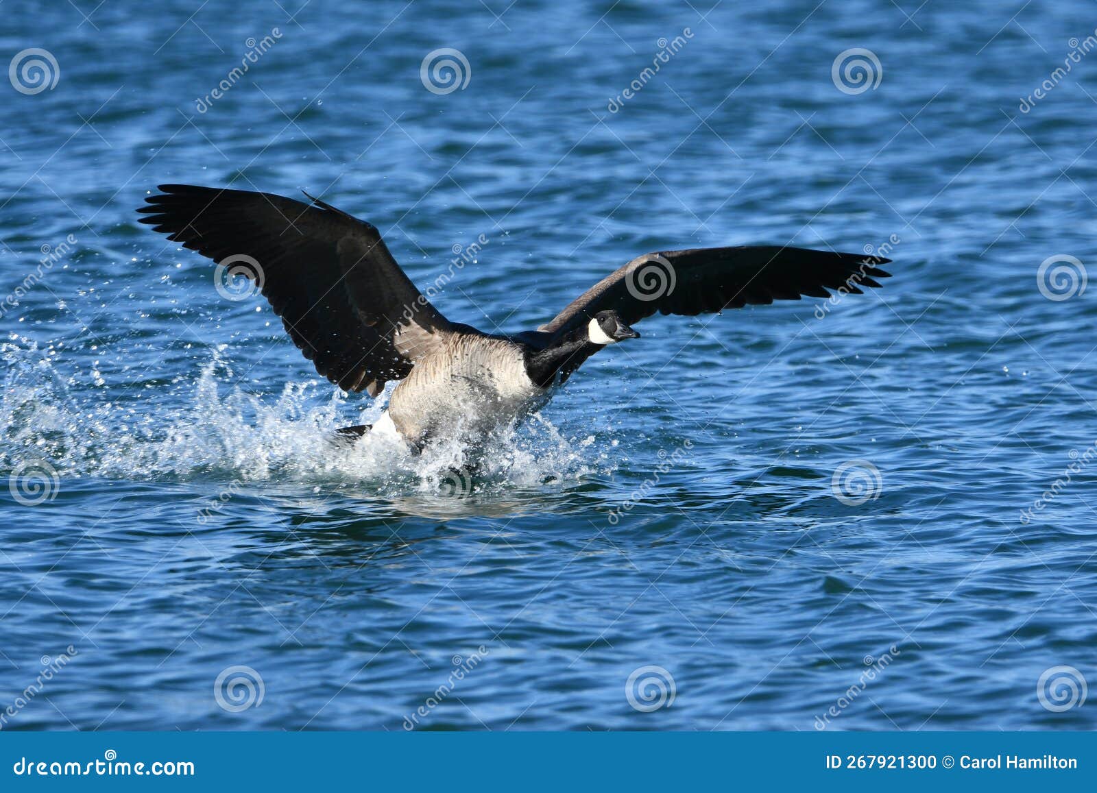 Canada Goose Taking Off into Flight Stock Photo - Image of wings, runs ...