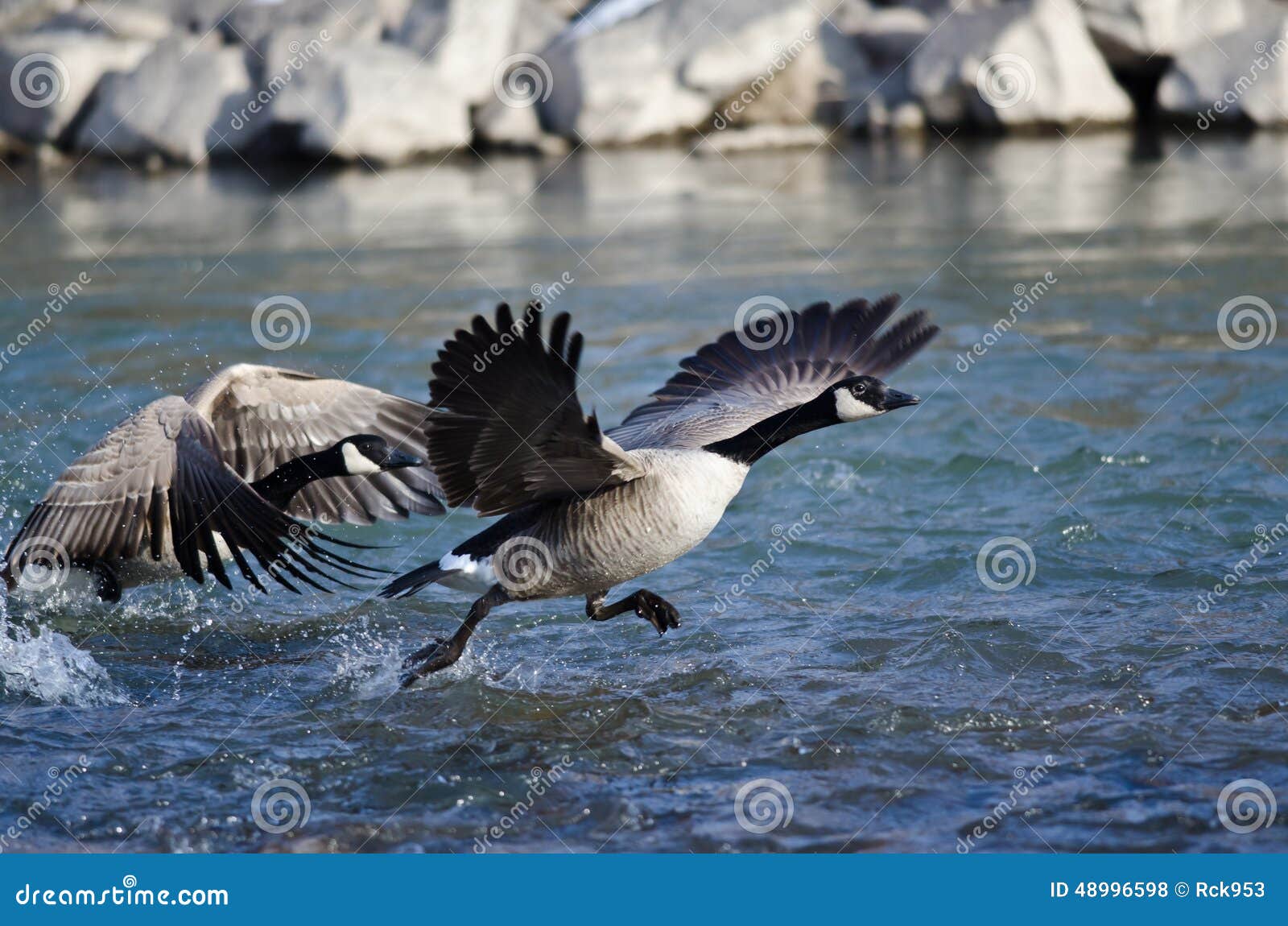 Canada Goose Taking Off from a River Stock Photo - Image of blue, river ...