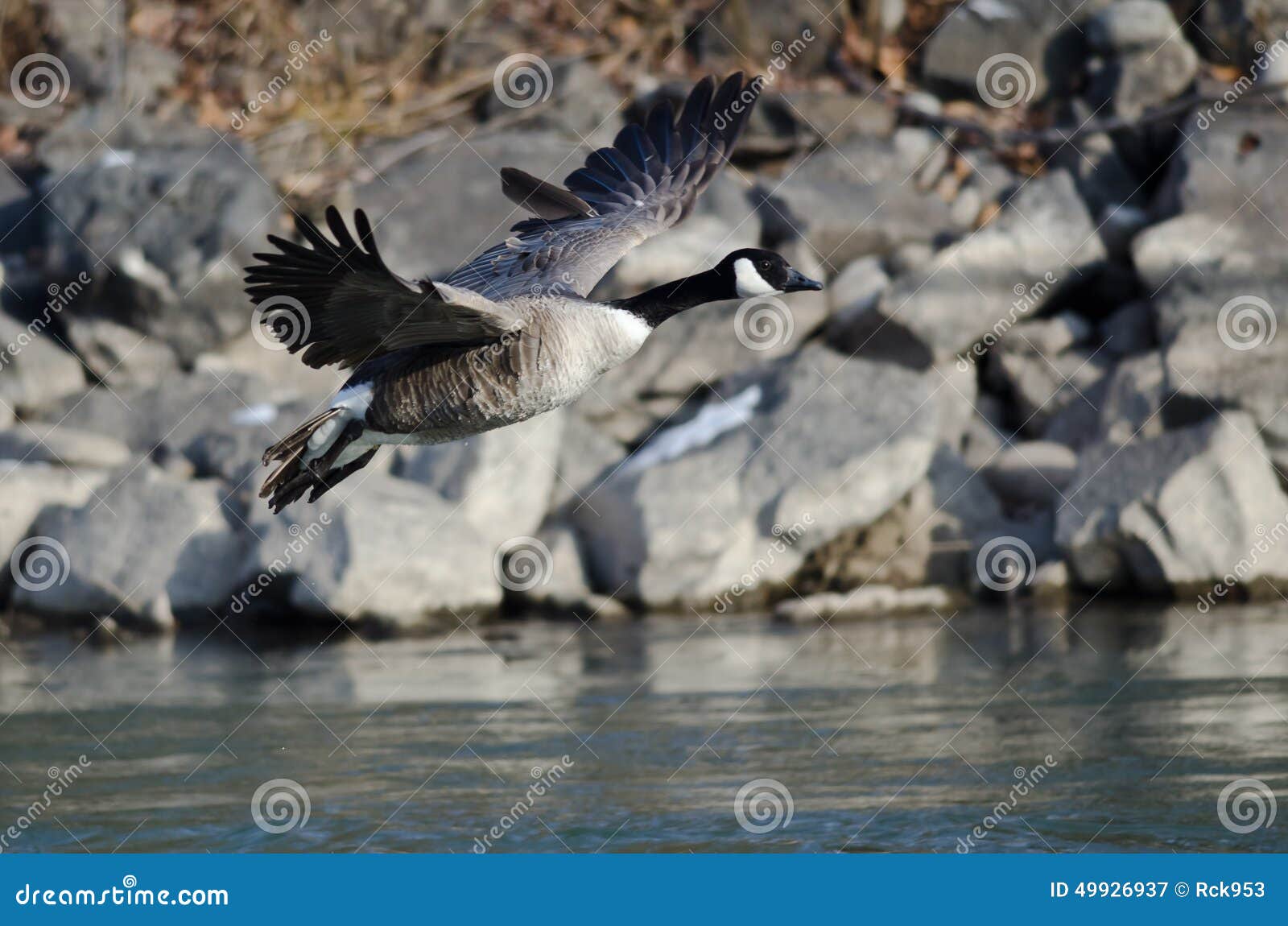 Canada Goose Taking Off from a River Stock Image - Image of animal ...