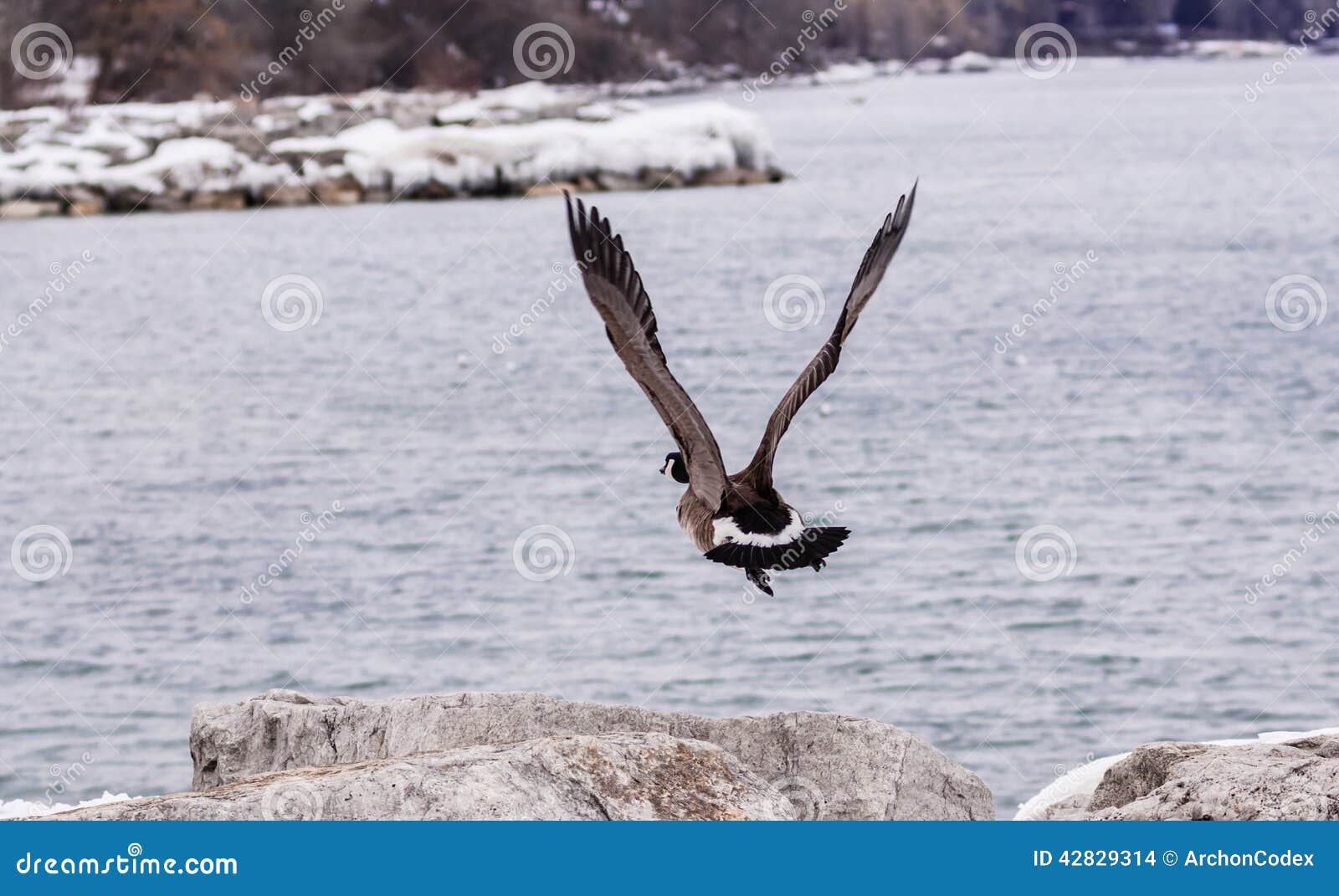 Canada Goose Taking Off from Rocks. Stock Photo - Image of nature ...