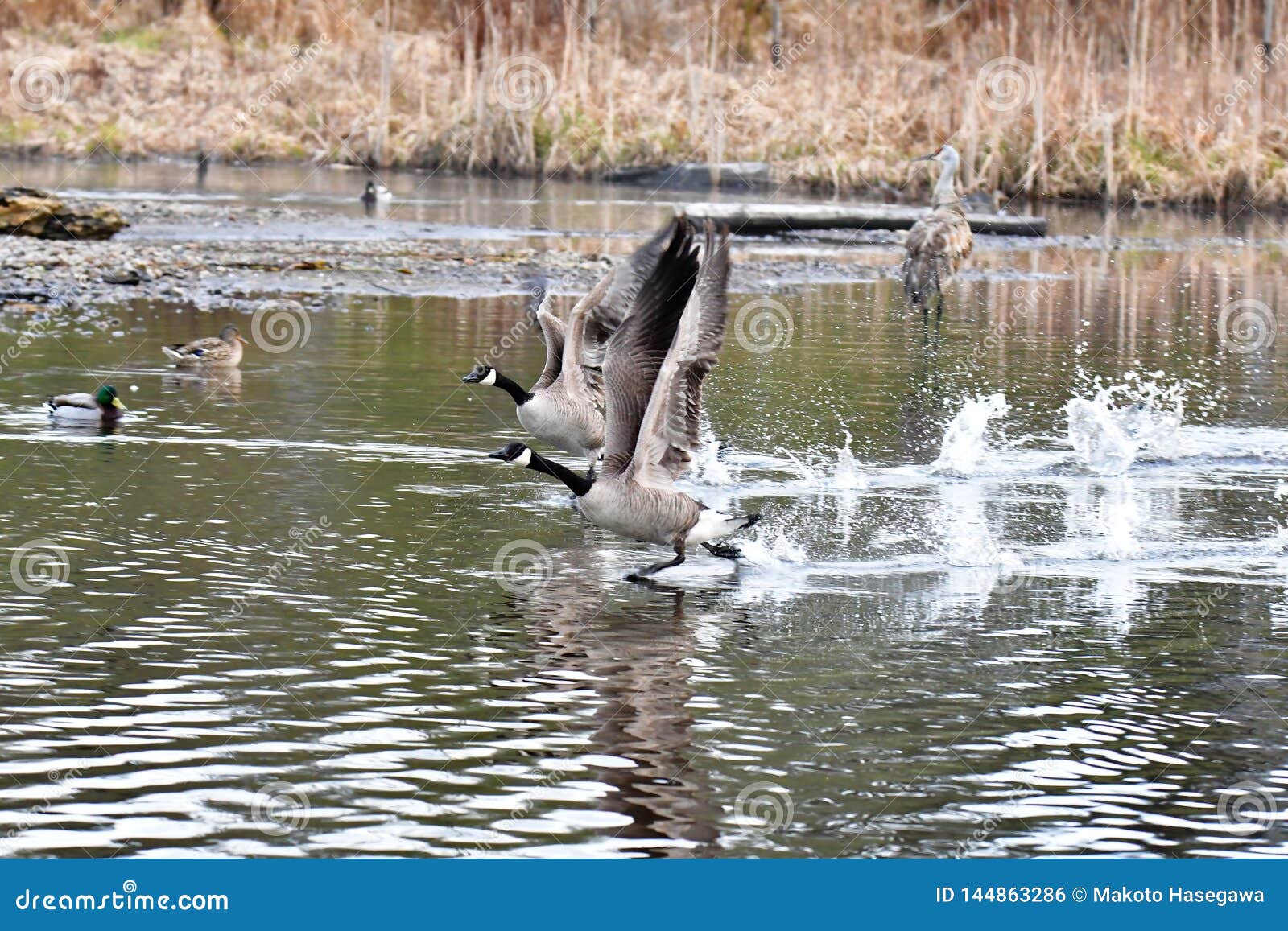 The Canada Goose are Taking Off from Water. Stock Photo - Image of ...