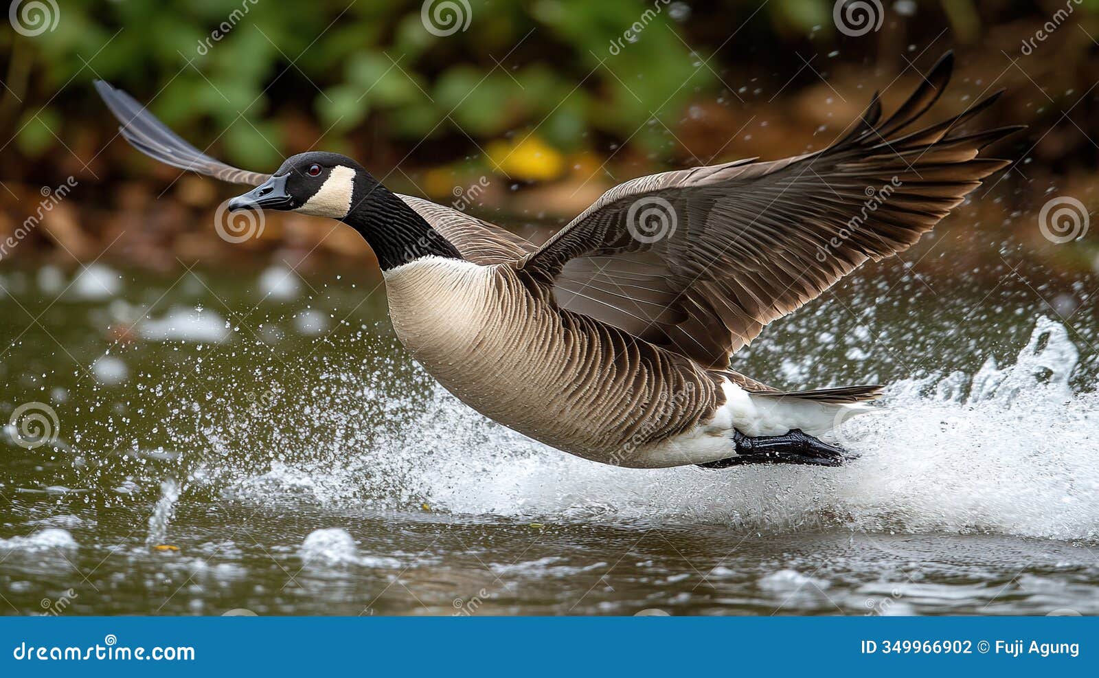 Canada Goose Taking Off from Water, Splashing, Wings Spread Stock ...