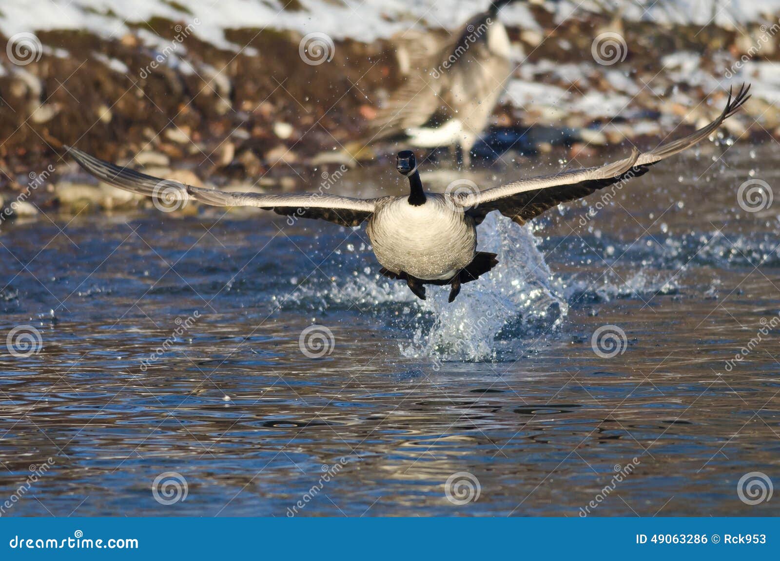 Canada Goose Taking Off from a Winter River Stock Photo - Image of ...