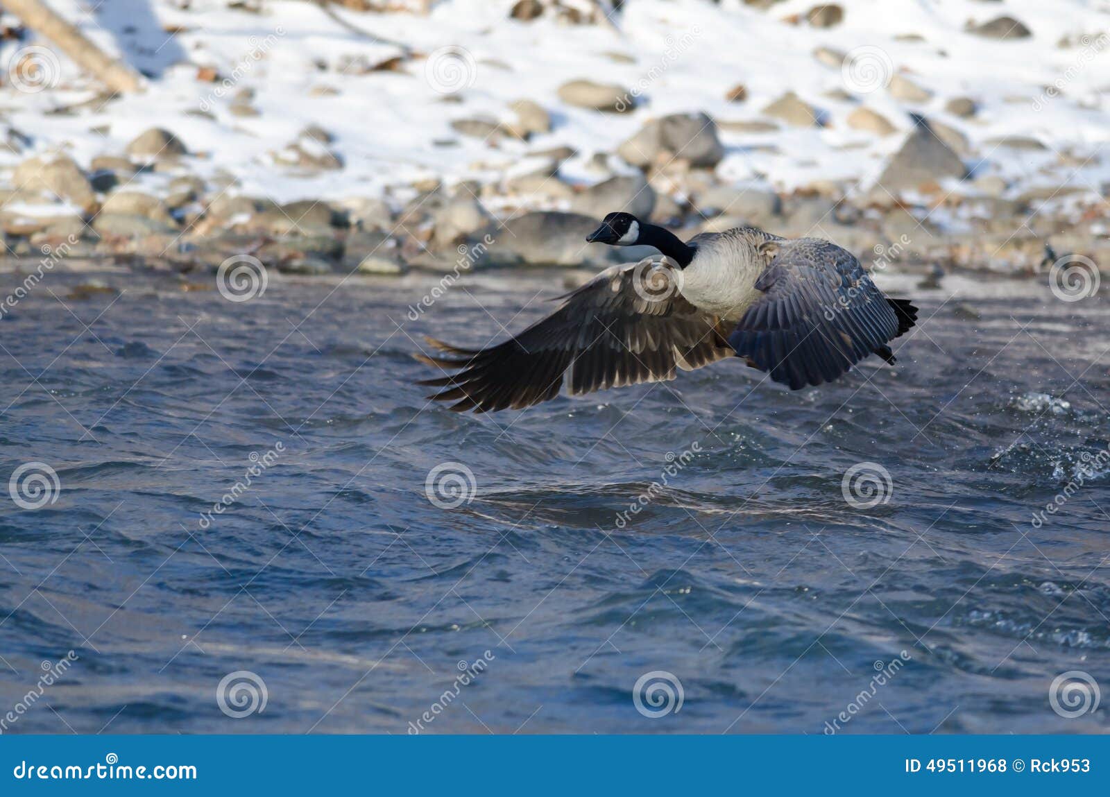 Canada Goose Taking Off from a Winter River Stock Photo - Image of ...