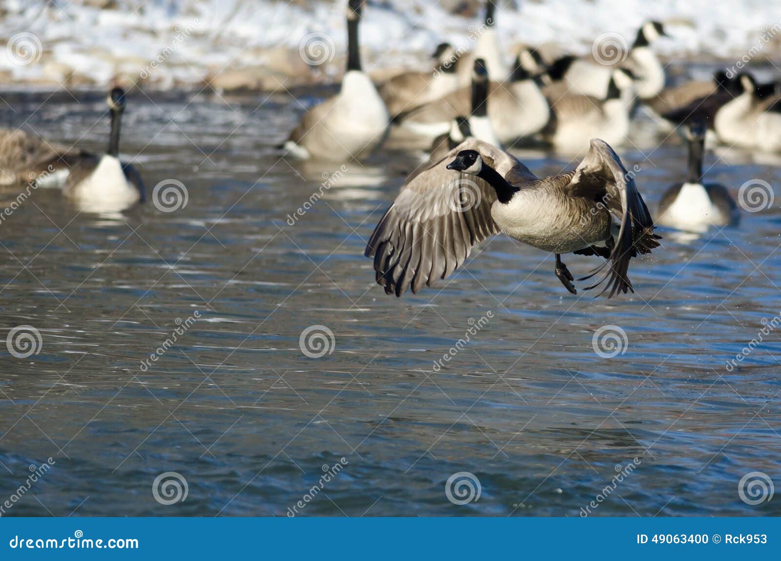 Canada Goose Taking Off from a Winter River Stock Photo - Image of ...