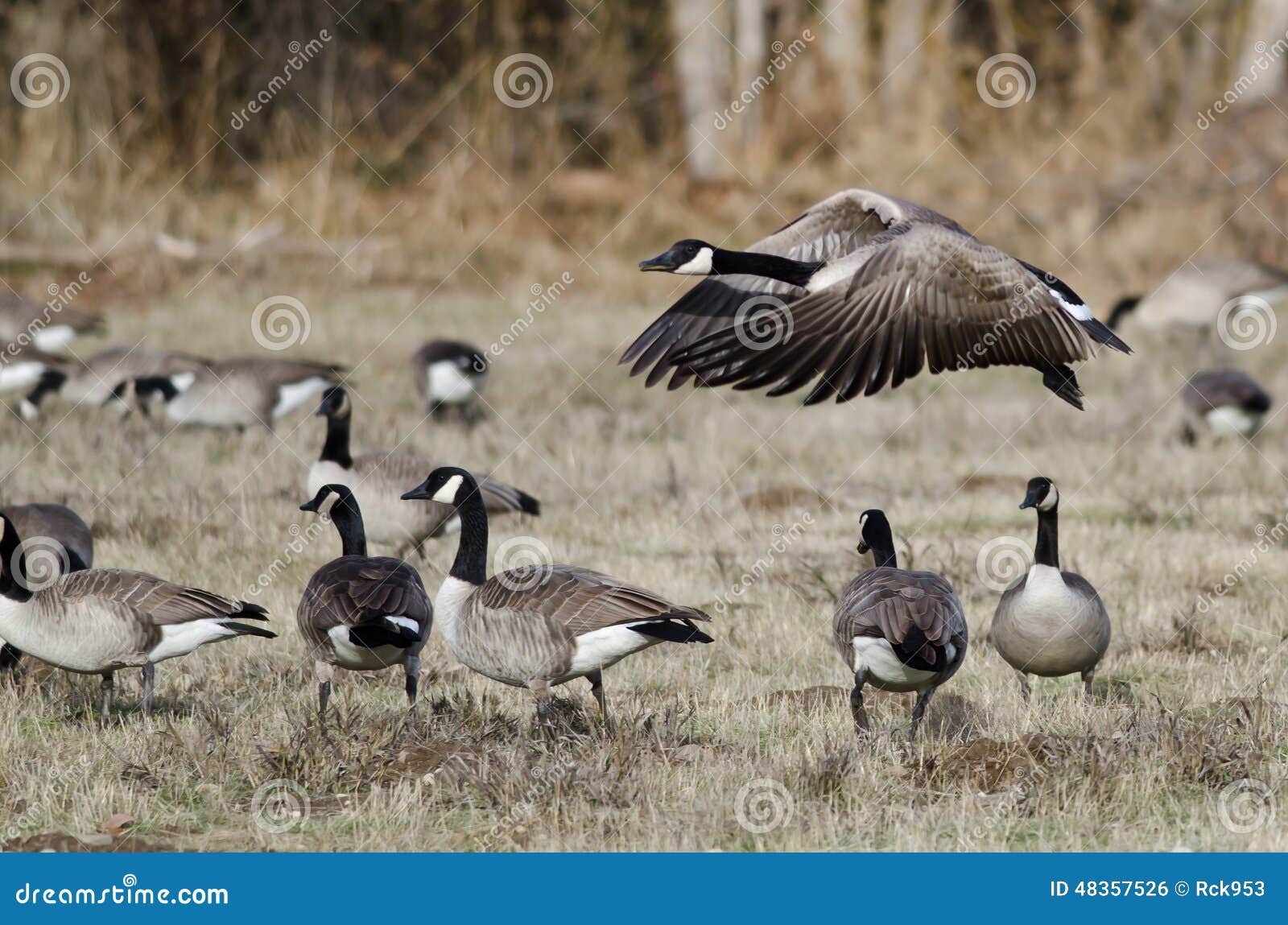 Canada Goose Taking To Flight from an Autumn Field Stock Photo - Image ...