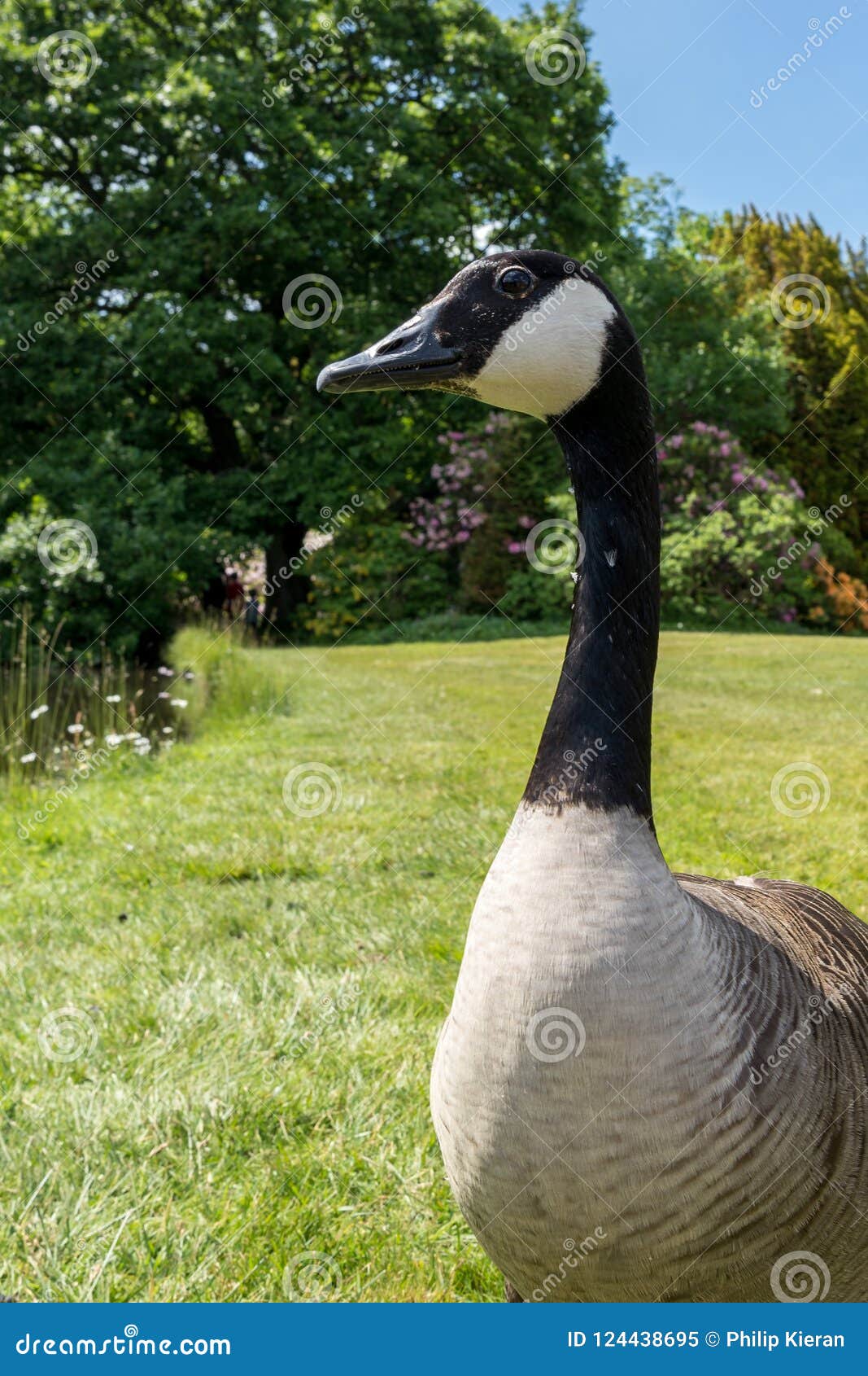 Canada goose stock image. Image of feather, nature, avian - 124438695