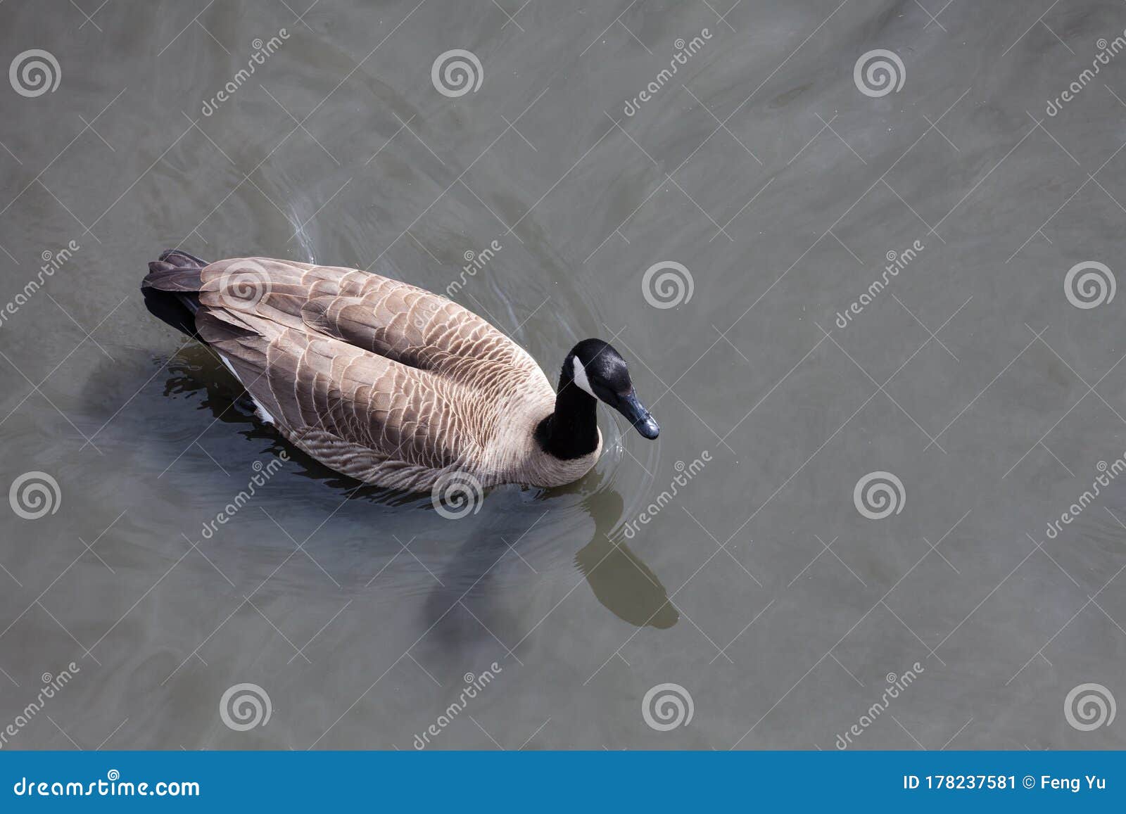 Canada goose stock image. Image of black, water, nature - 178237581