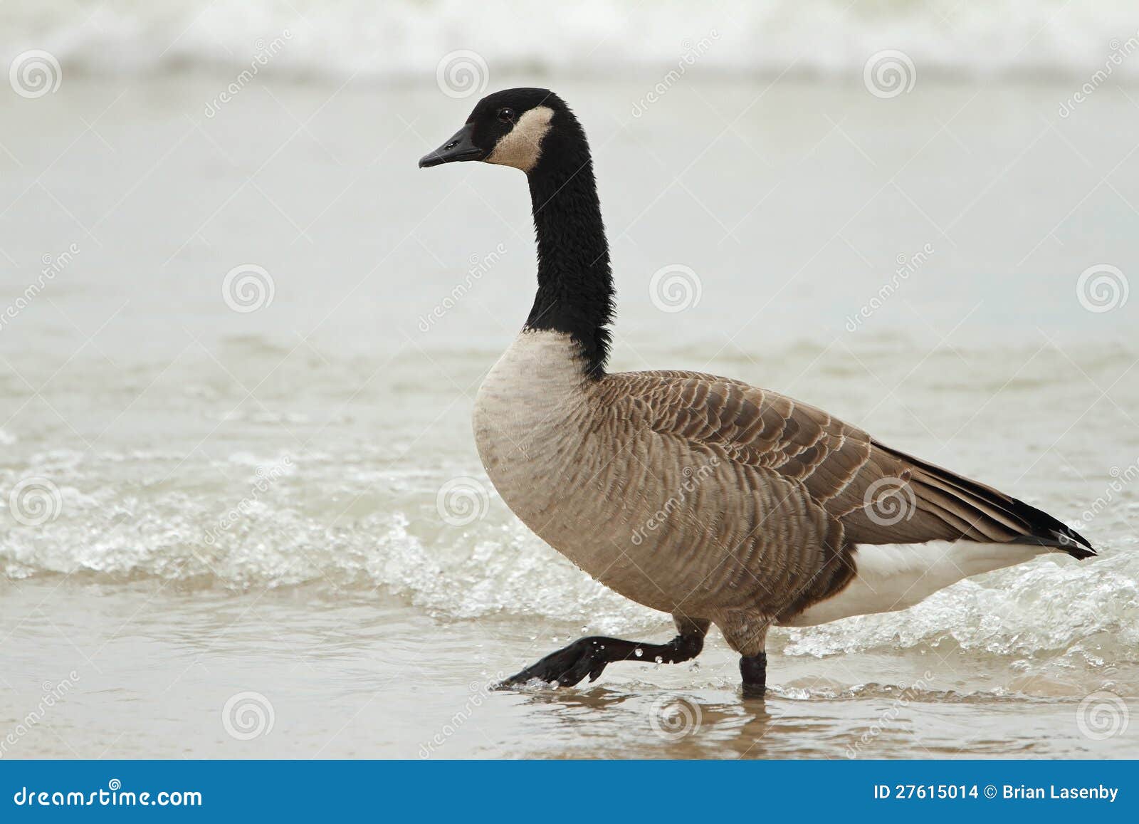 Canada Goose Wading in Shallow Water Stock Photo - Image of waterfowl ...