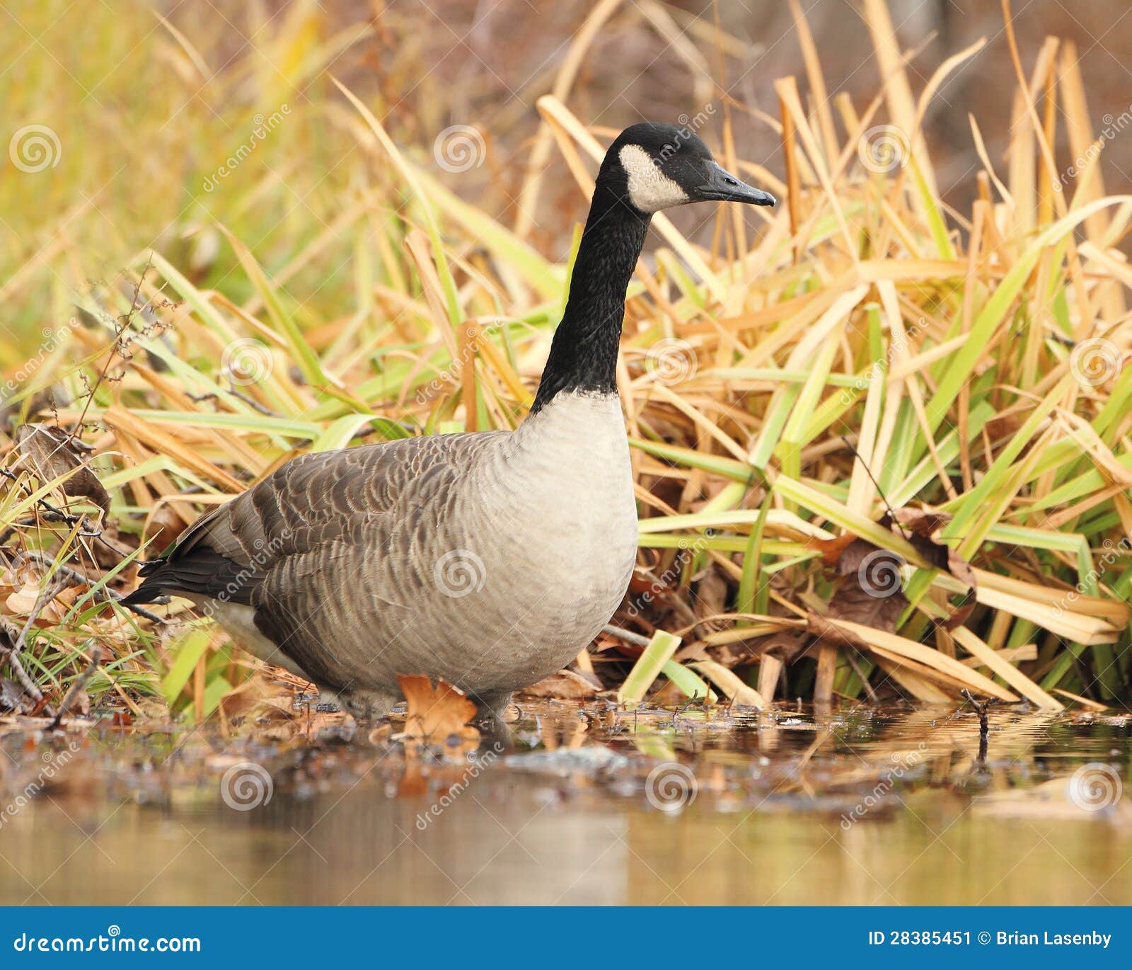 Canada Goose Wading in Shallow Water Stock Image - Image of large ...